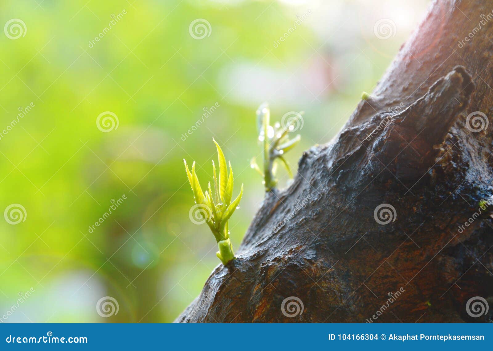 Young Mango Leaf Growth from Tree Trunk in Garden Stock Photo - Image ...