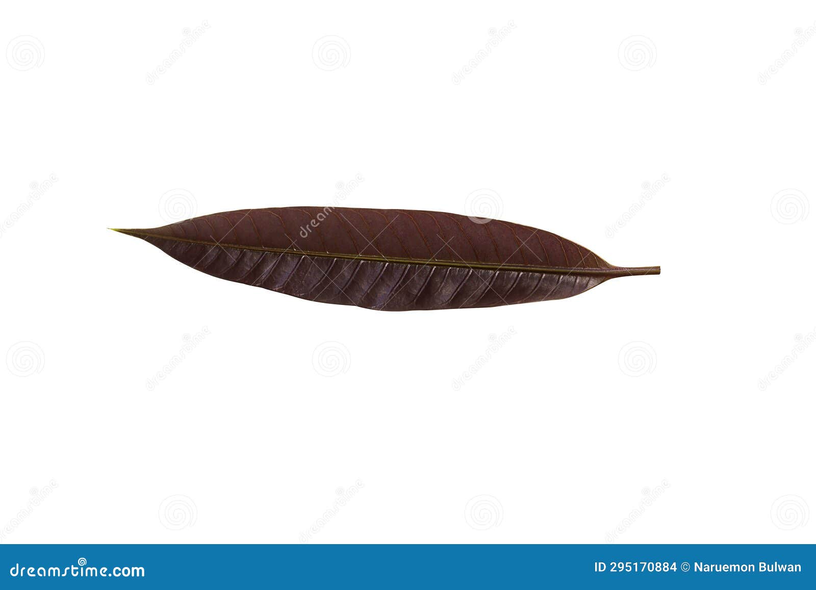 Young Mango Leaf Isolated on White Stock Photo - Image of natural ...