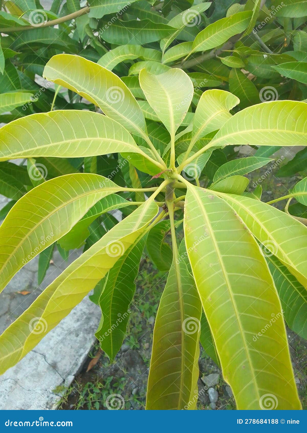 Young mango leave stock photo. Image of trees, mango - 278684188