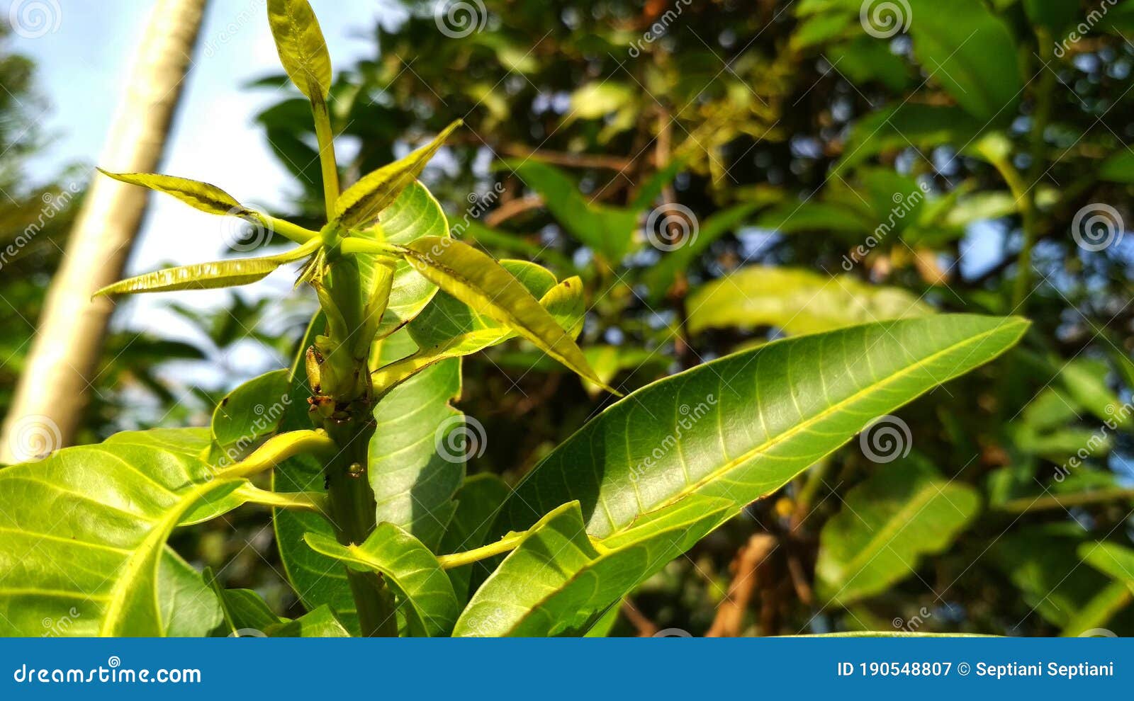 Young mango leaves stock image. Image of mango, lizard - 190548807