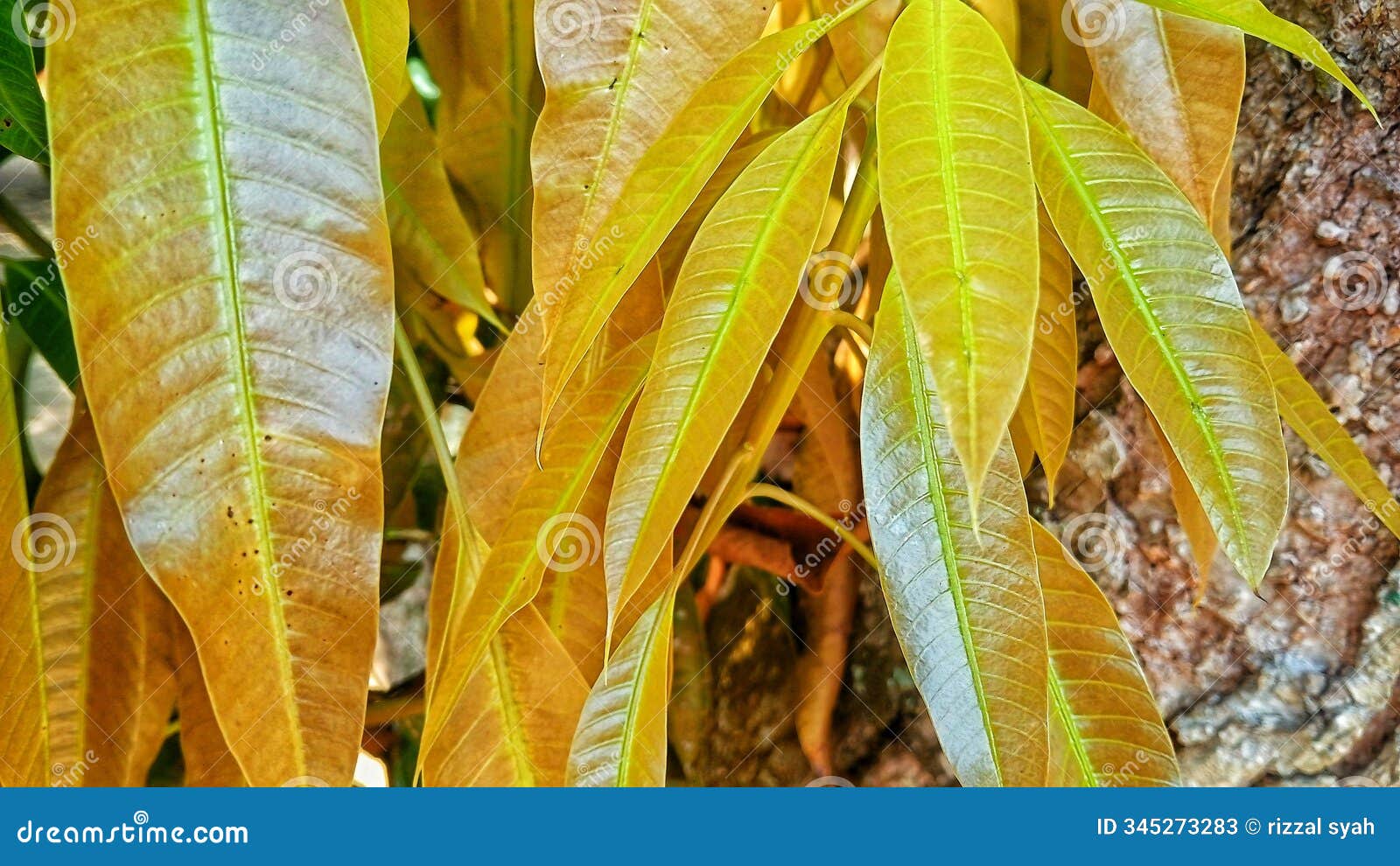 Young Mango Leaves are Bright Yellow in Color, with a Soft Texture ...