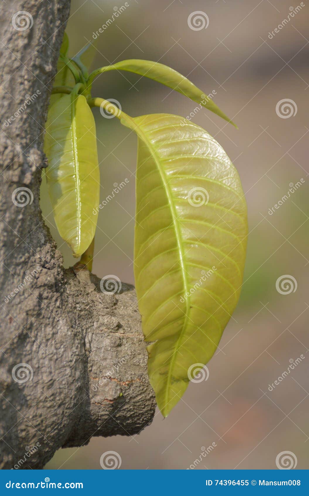 Young mango leaves stock image. Image of leaf, close - 74396455