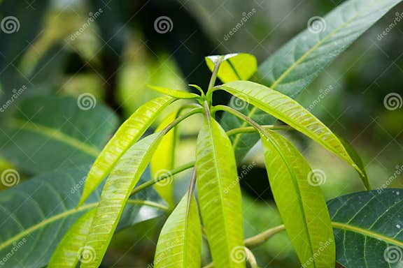 Young Mango Leaves on Tree in Garden. Stock Image - Image of leaf ...