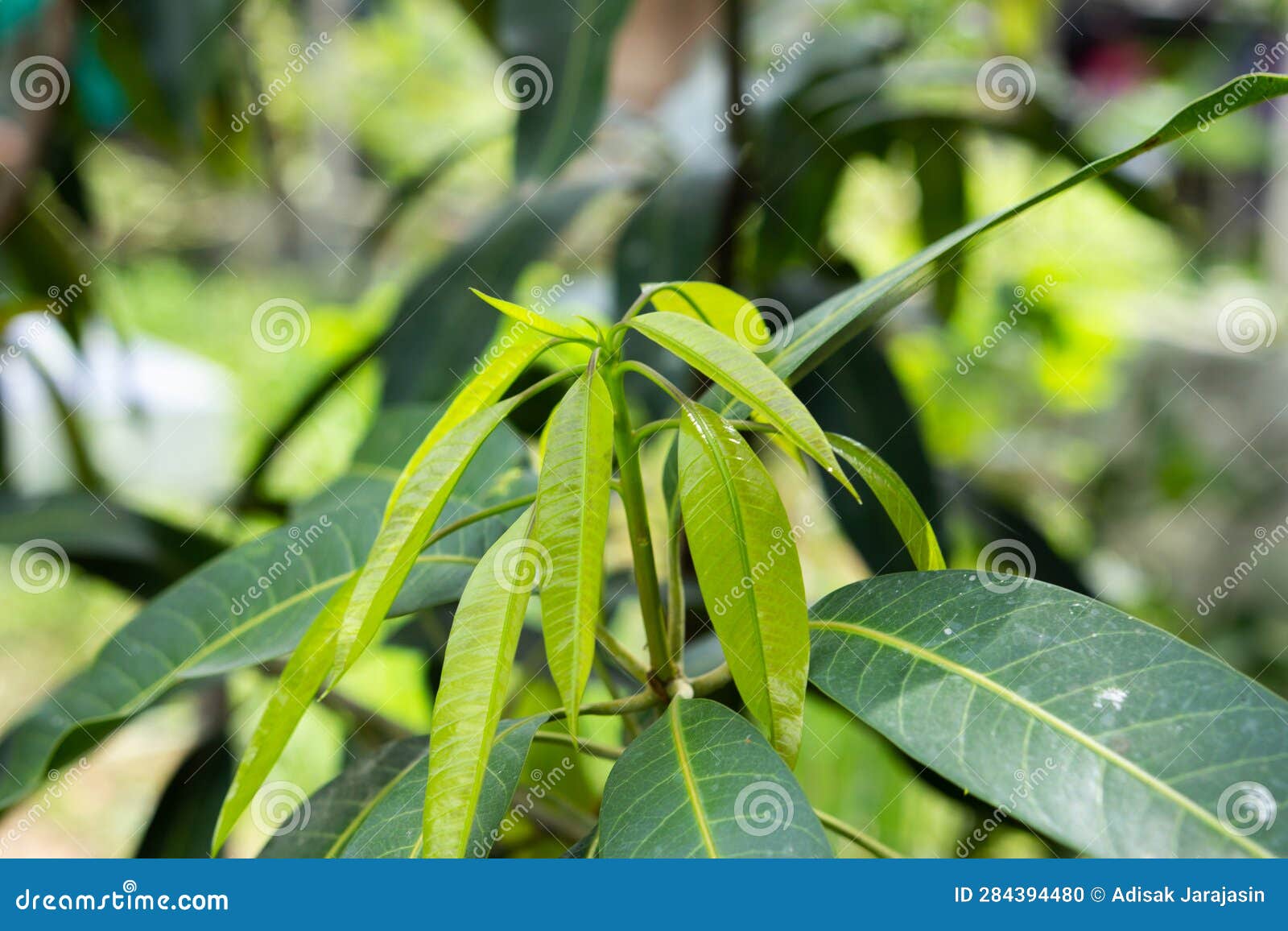 Young Mango Leaves on Tree in Garden. Stock Photo - Image of leaves ...