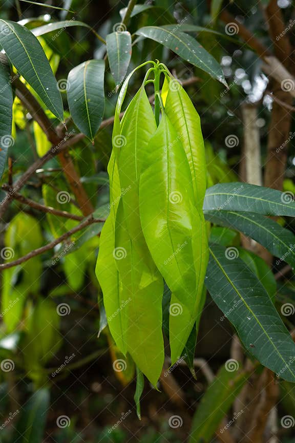 Young Mango Leaves on Tree in Garden. Stock Image - Image of nature ...