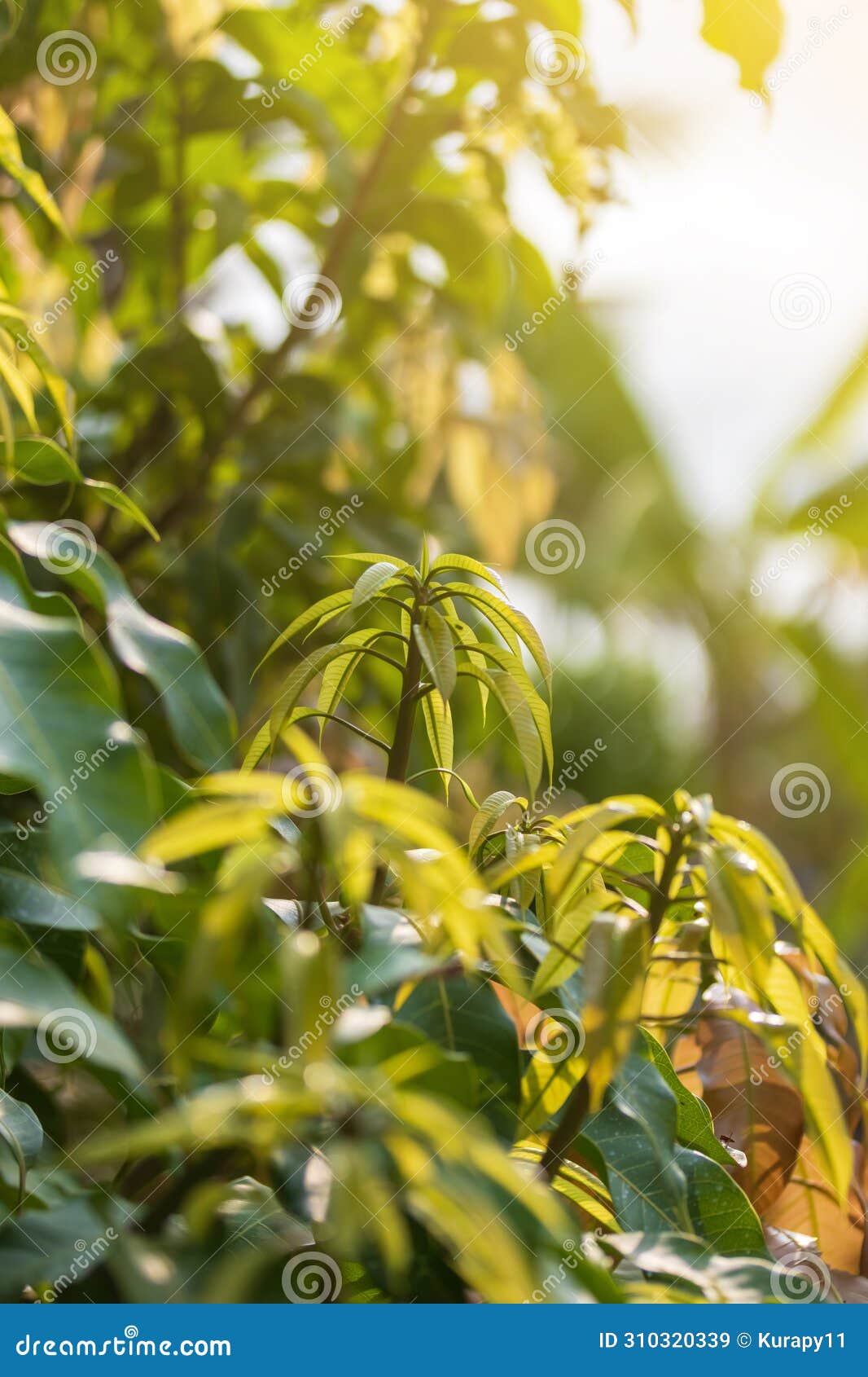 Young Mango Leaves on Mango Tree and Morning Sunlight Stock Image ...