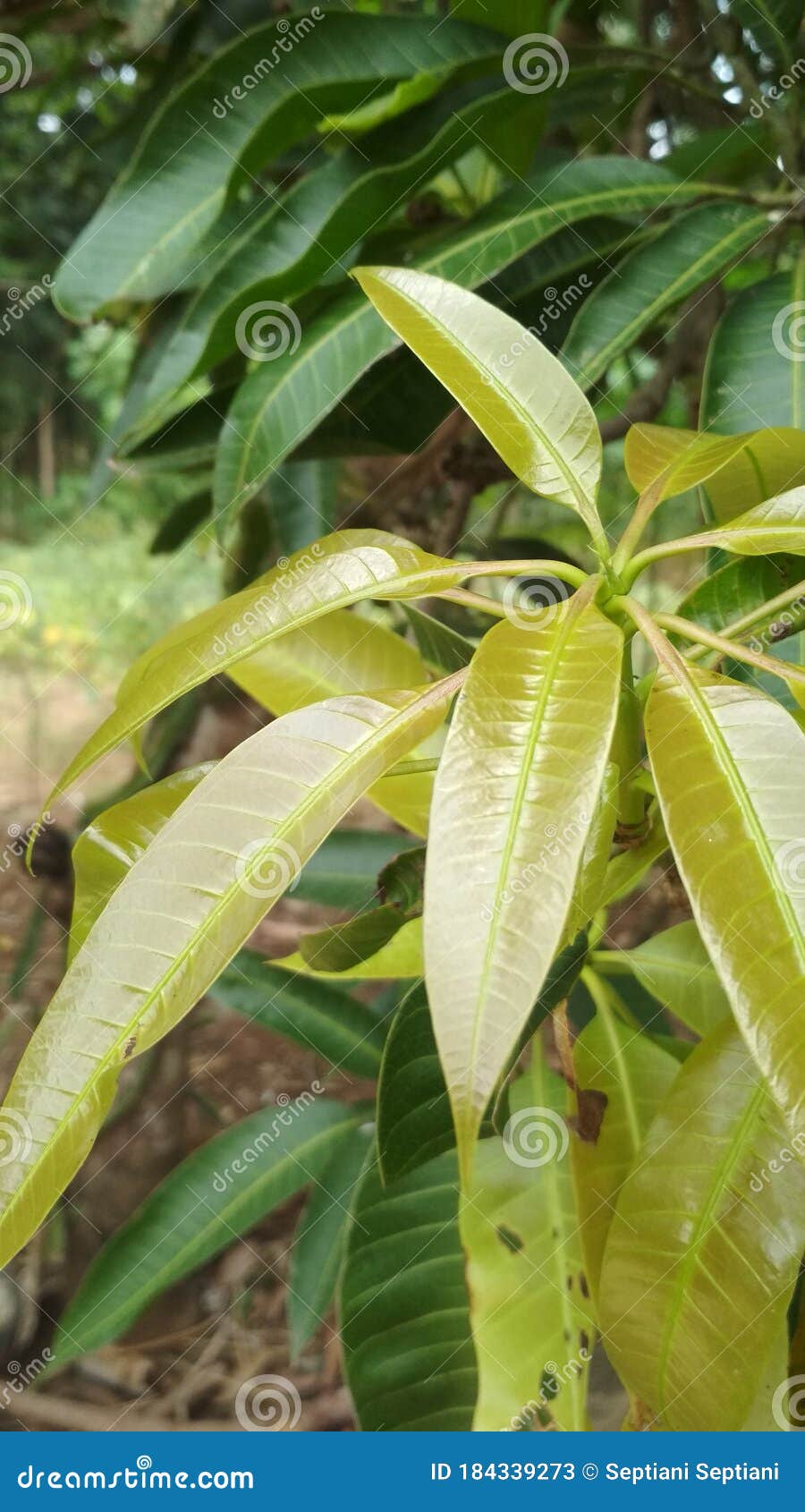 Young Mango Leaves in the Yard Stock Image - Image of mango, jungle ...