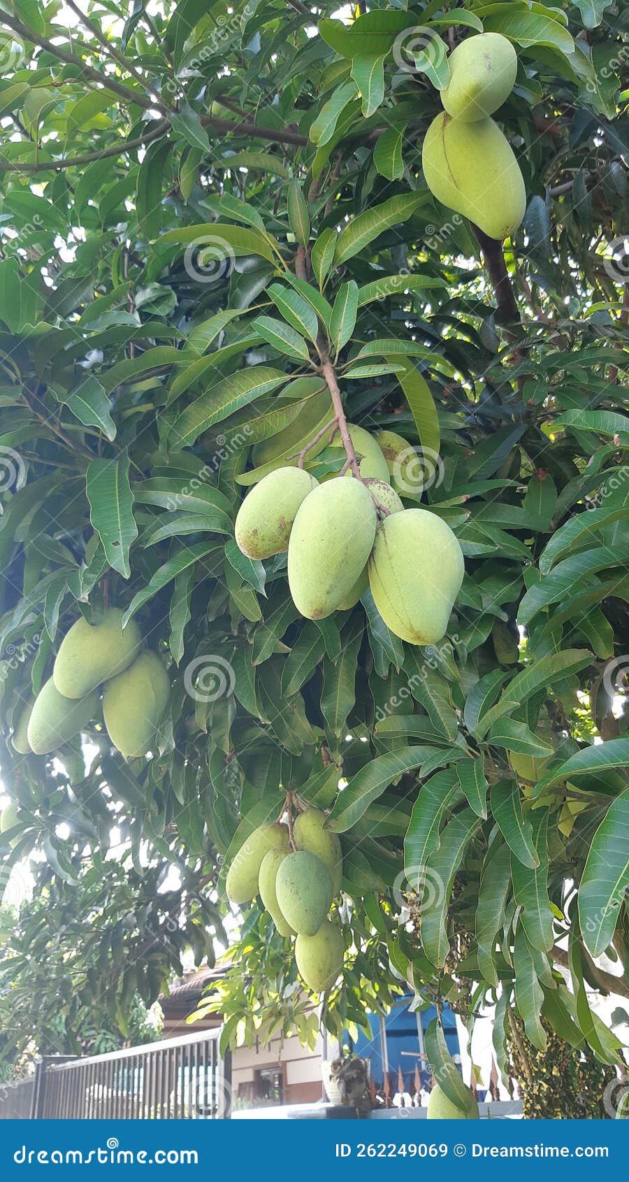 Young Mango that is the Meaning of Life To the Fullest Stock Image ...