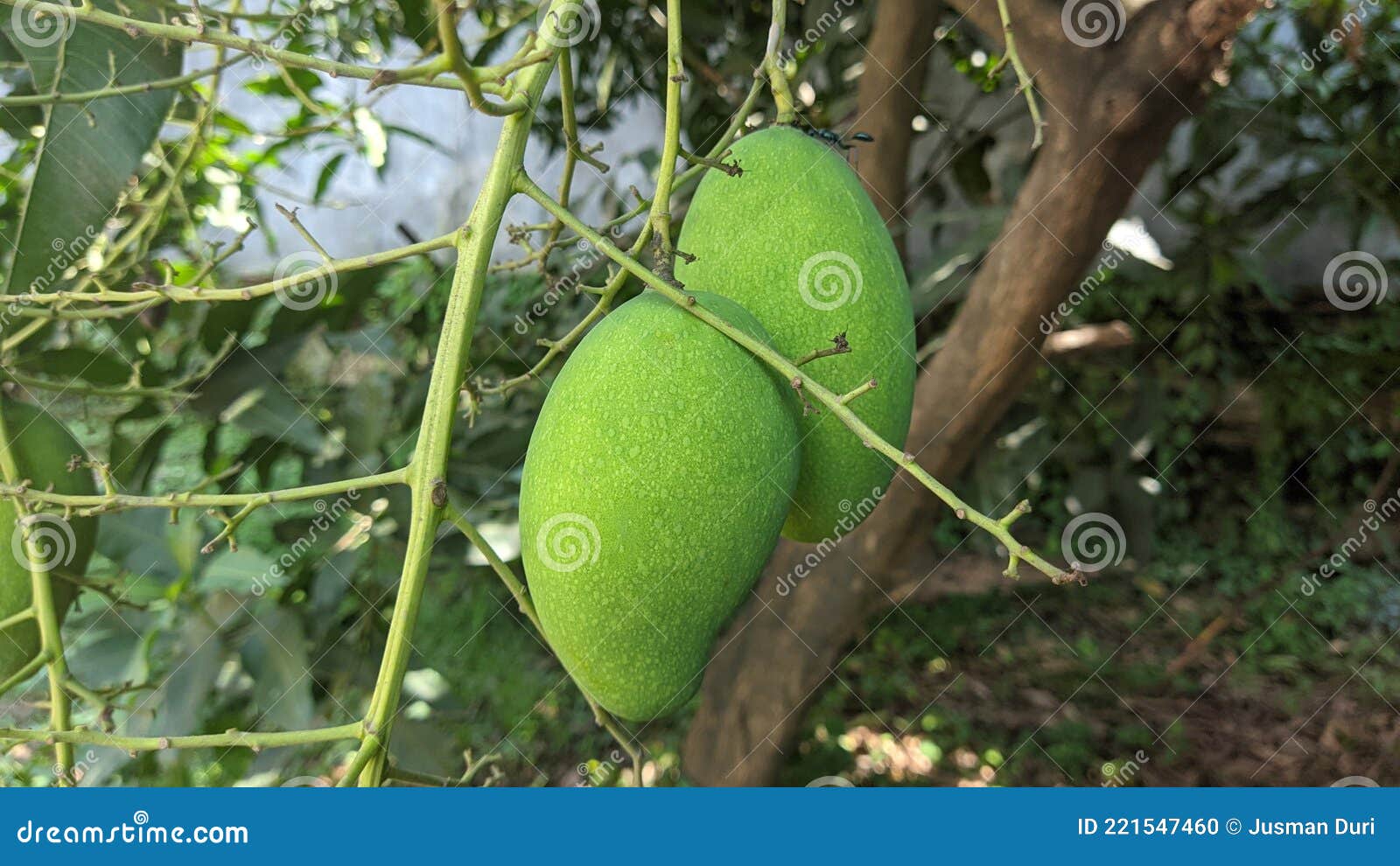 The Raw Mango is Still on the Stem Stock Photo - Image of shrub, plant ...