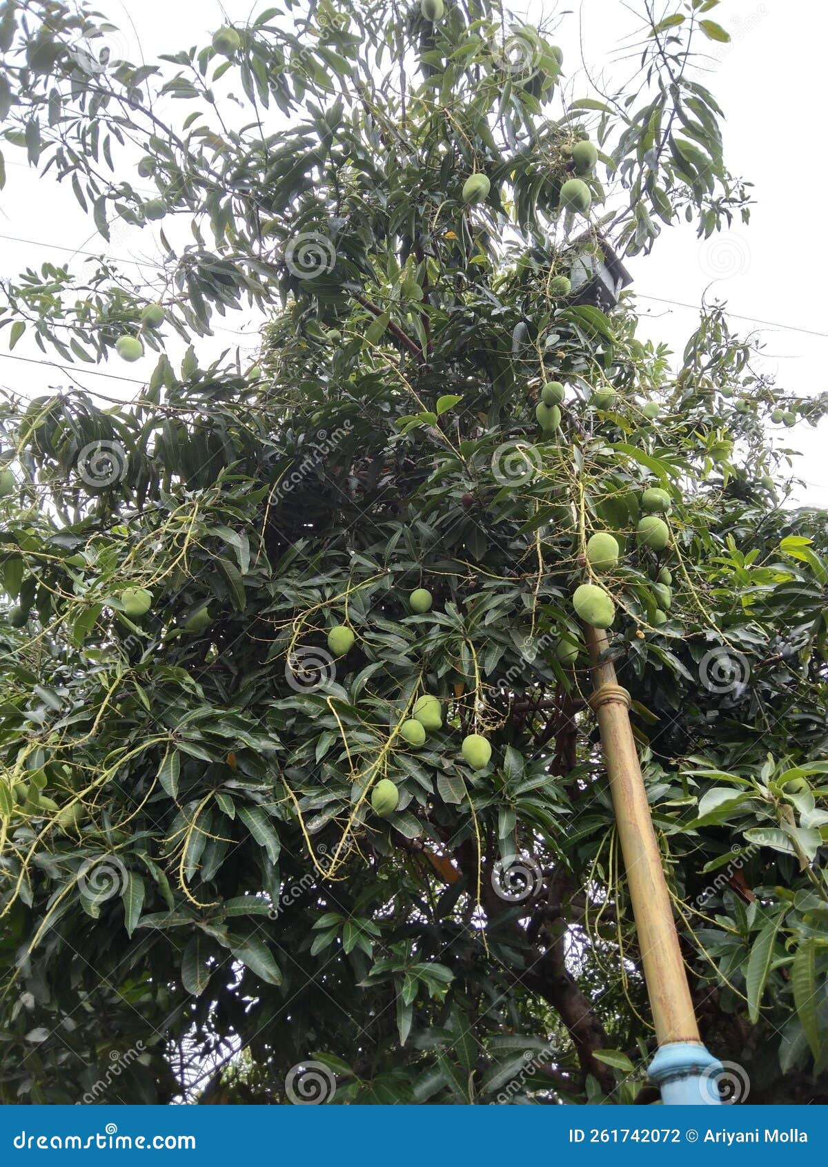 A Young Mango On The Tree Royalty-Free Stock Image | CartoonDealer.com ...
