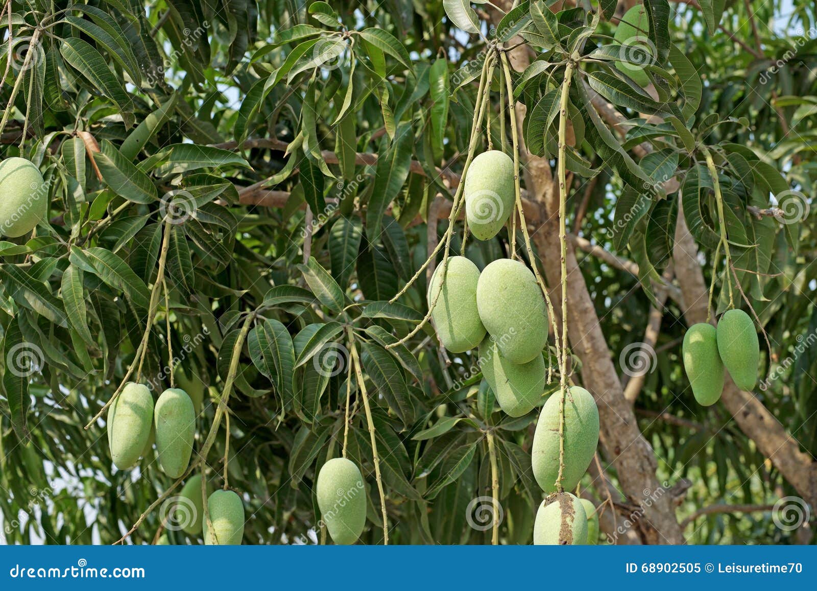 Young mango on tree stock image. Image of vegetarian - 68902505