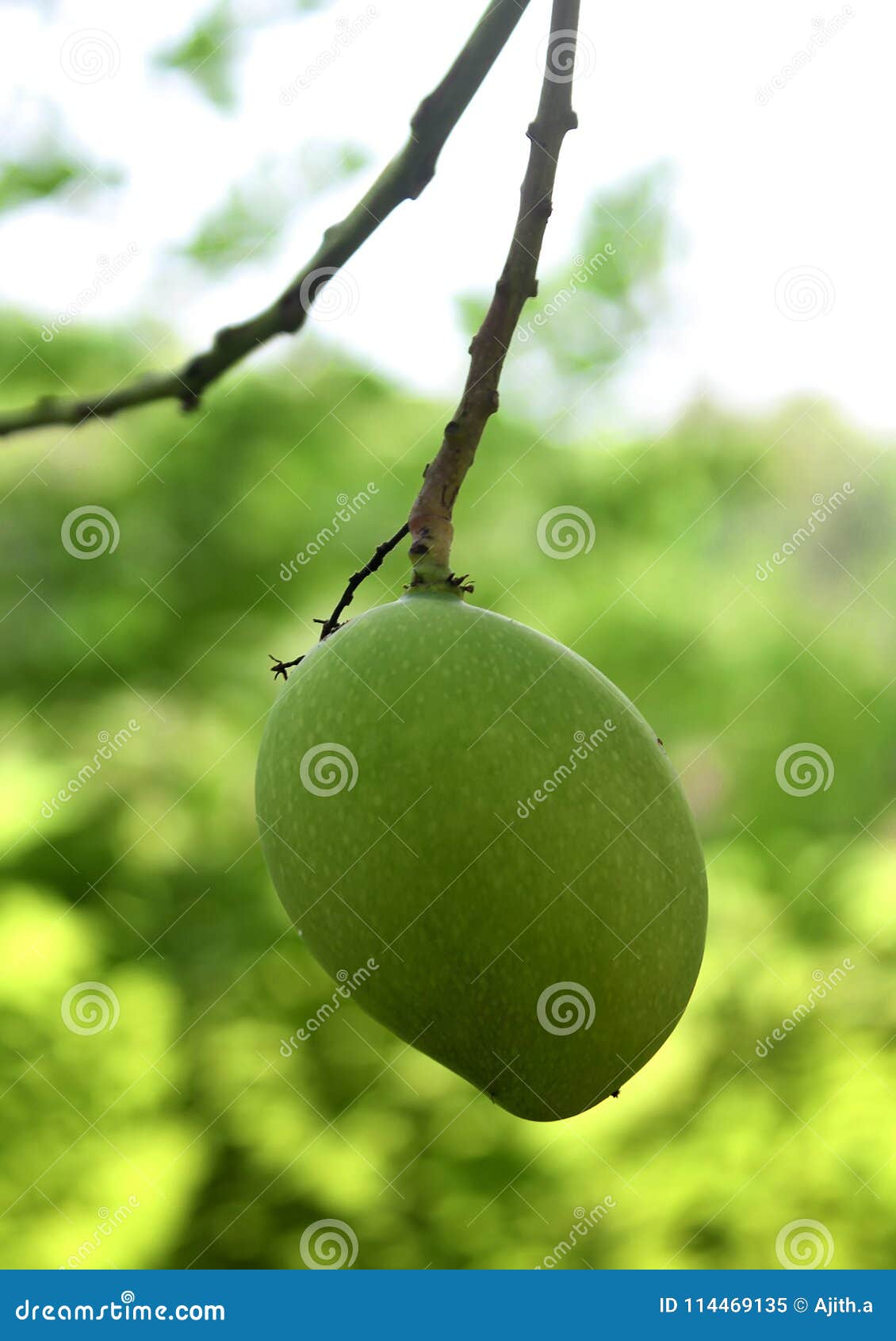 Young mango on tree. stock image. Image of diet, delicious - 114469135