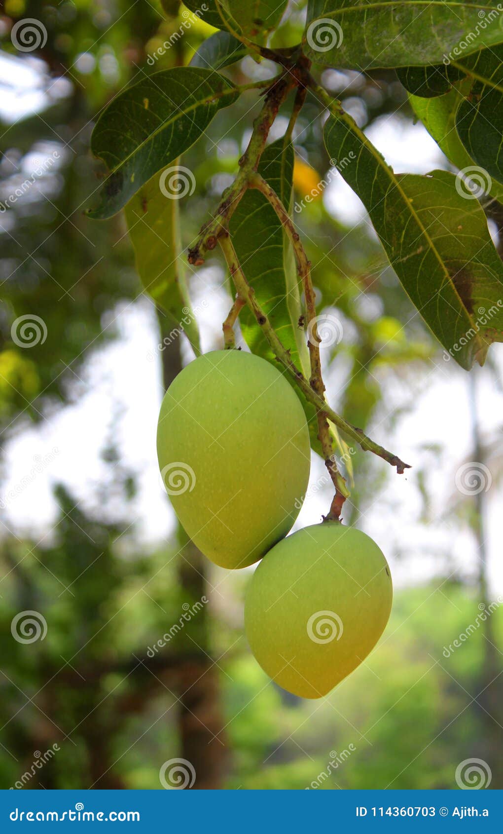 Young mango on tree. stock image. Image of leaf, fruit - 114360703