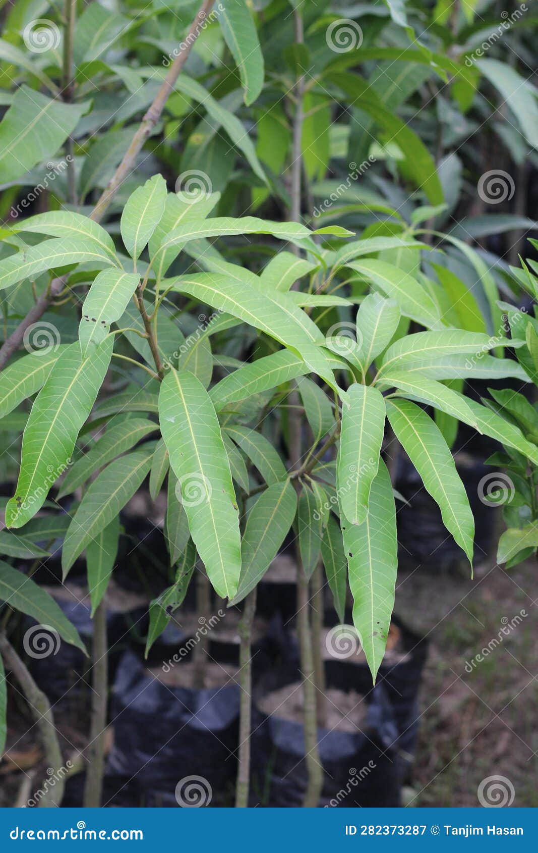 Young Mango Tree Growing Up, Young Mango Tree Harvesting Stock Image ...