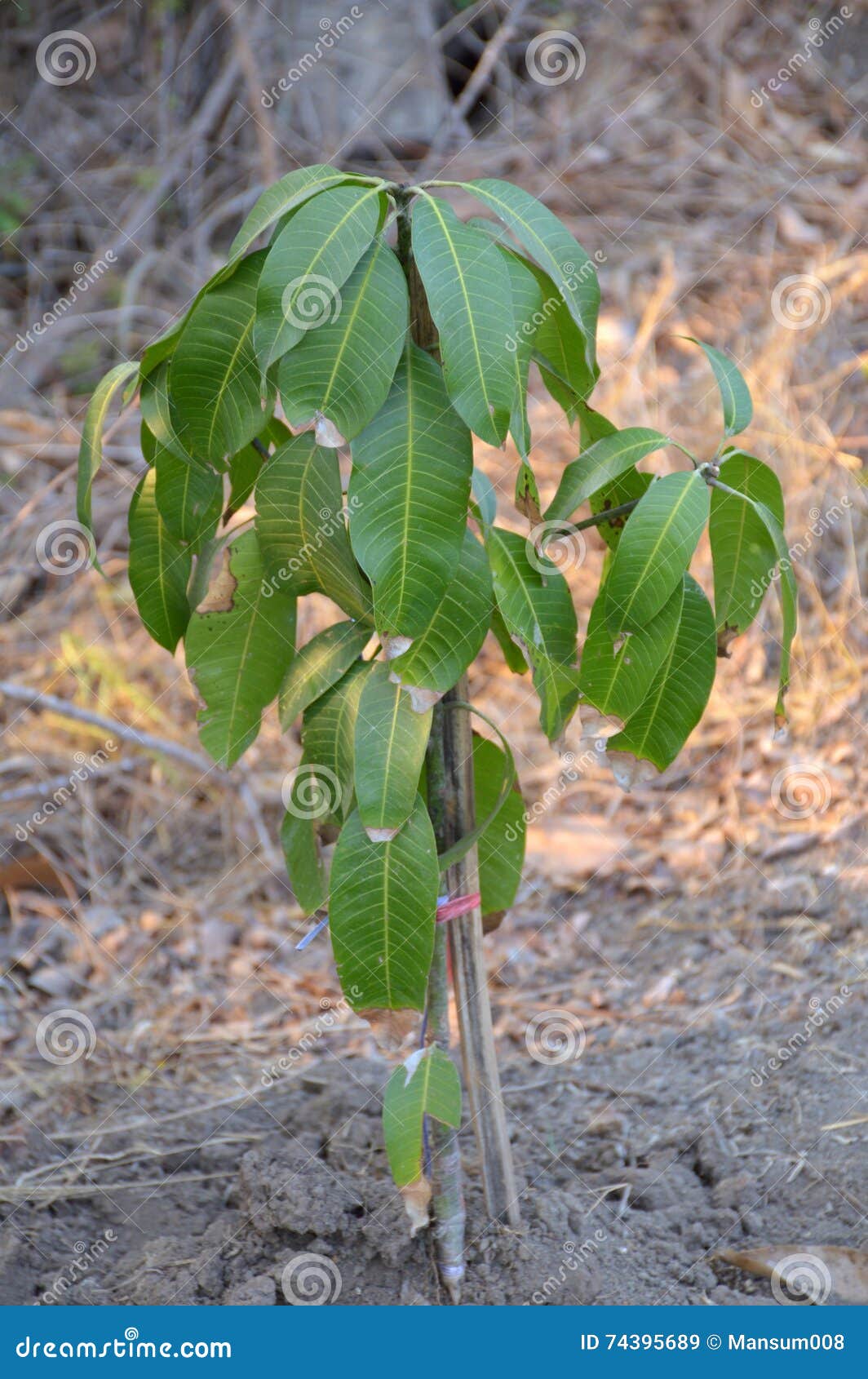 Young mango tree stock image. Image of green, sprout - 74395689