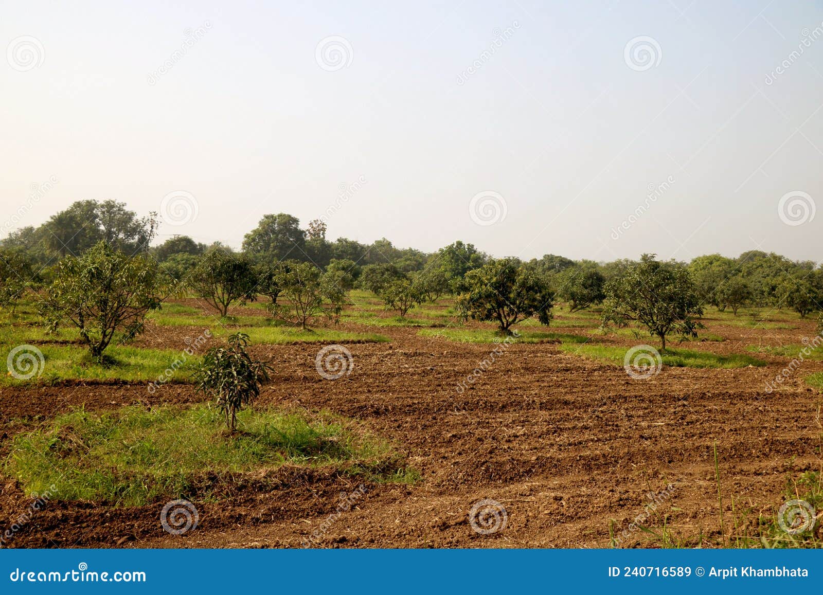 Young Mango Tree and New Mango Tree Stock Image - Image of green, crop ...