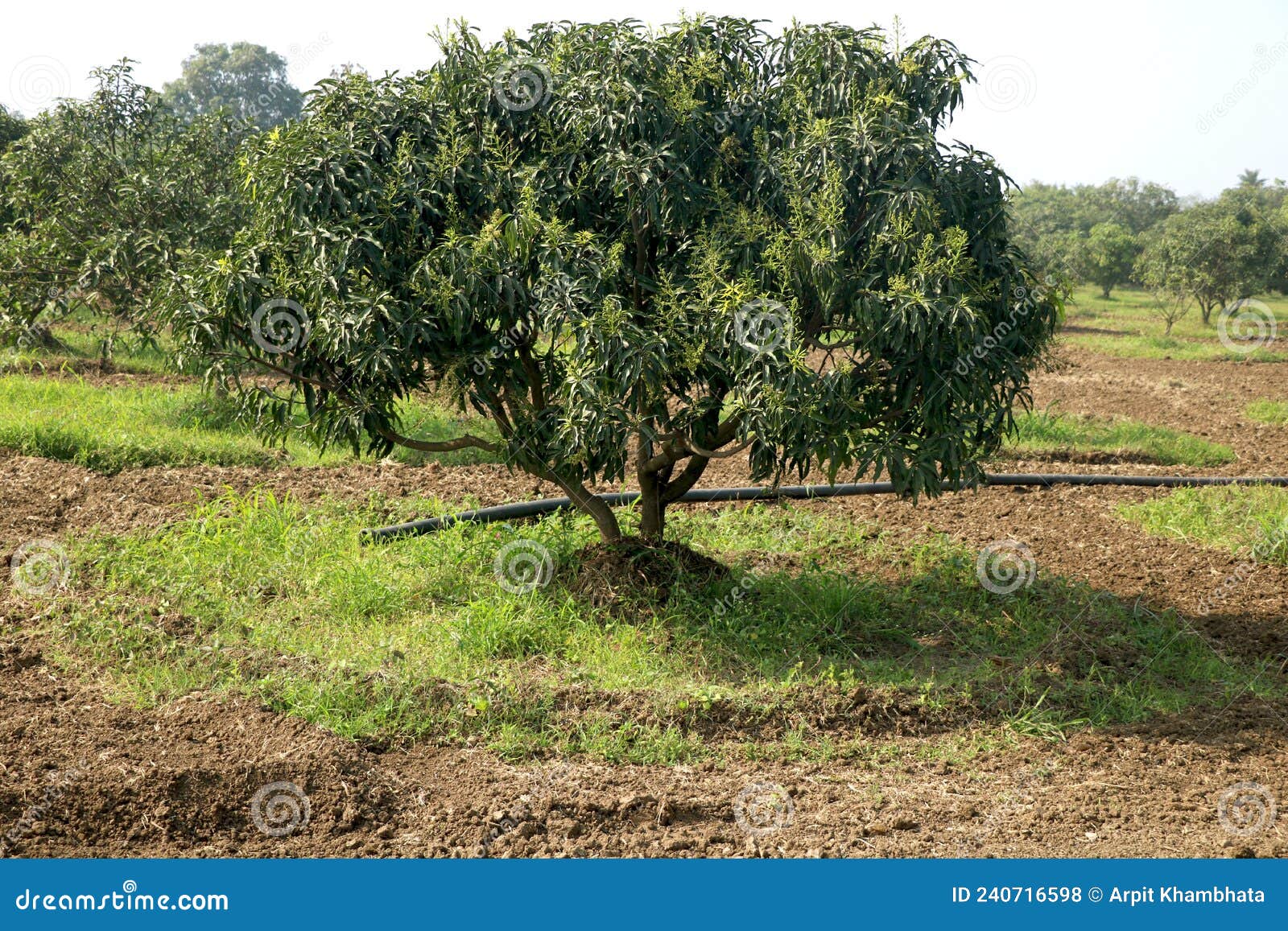 Young Mango Tree and New Mango Tree Stock Photo - Image of environment ...