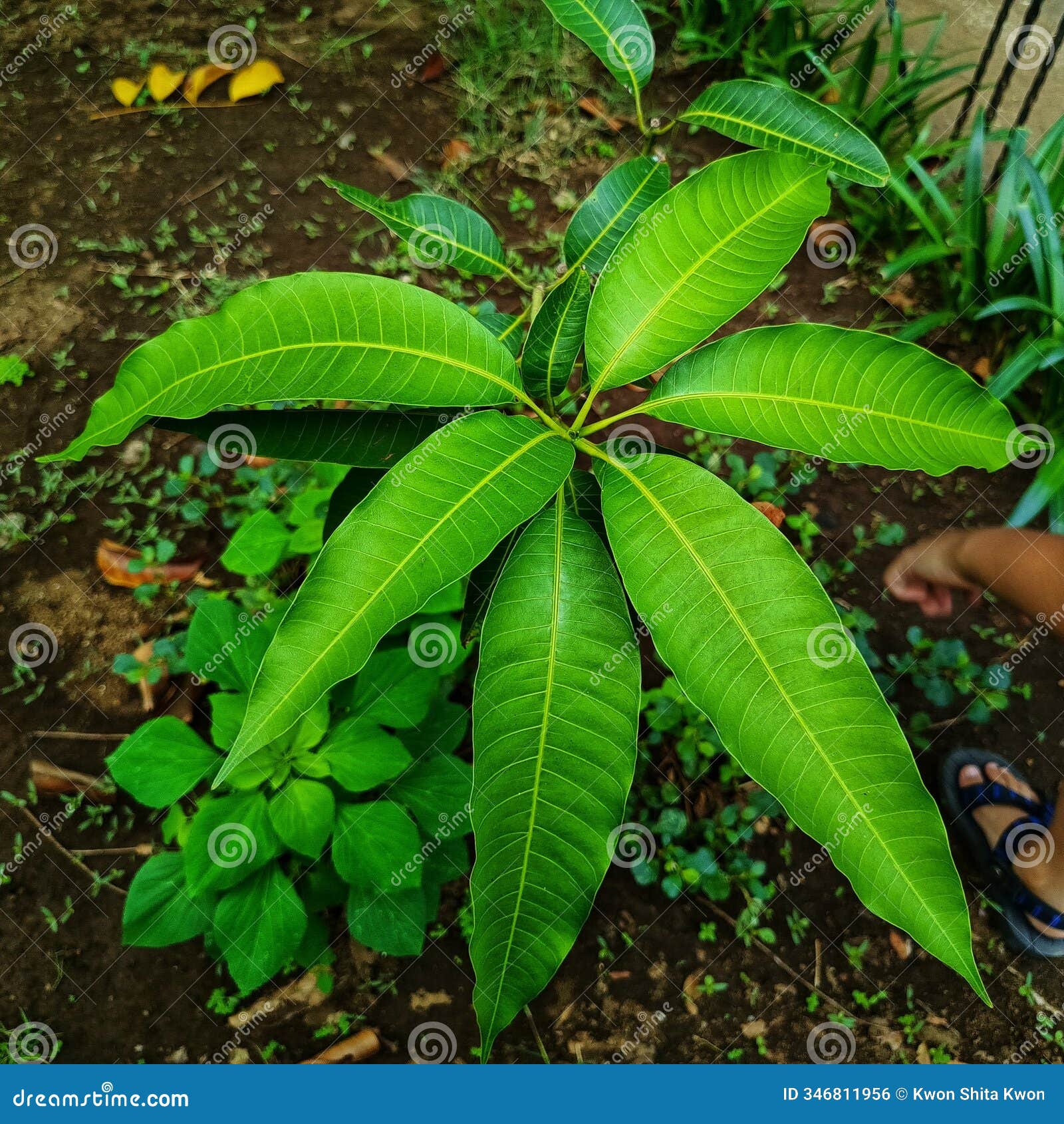 A Young Mango Tree With Vibrant Green Leaves Royalty-Free Stock Image | CartoonDealer.com #346811956