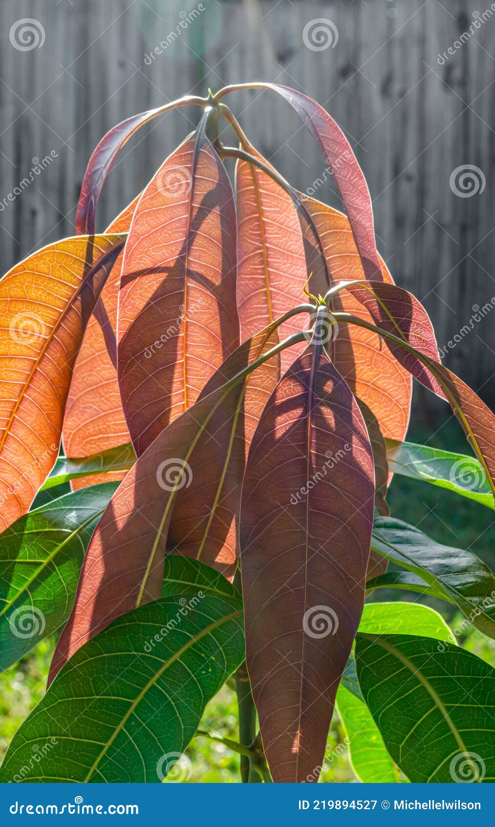 Young Mango Tree stock image. Image of leaves, sunlight - 219894527