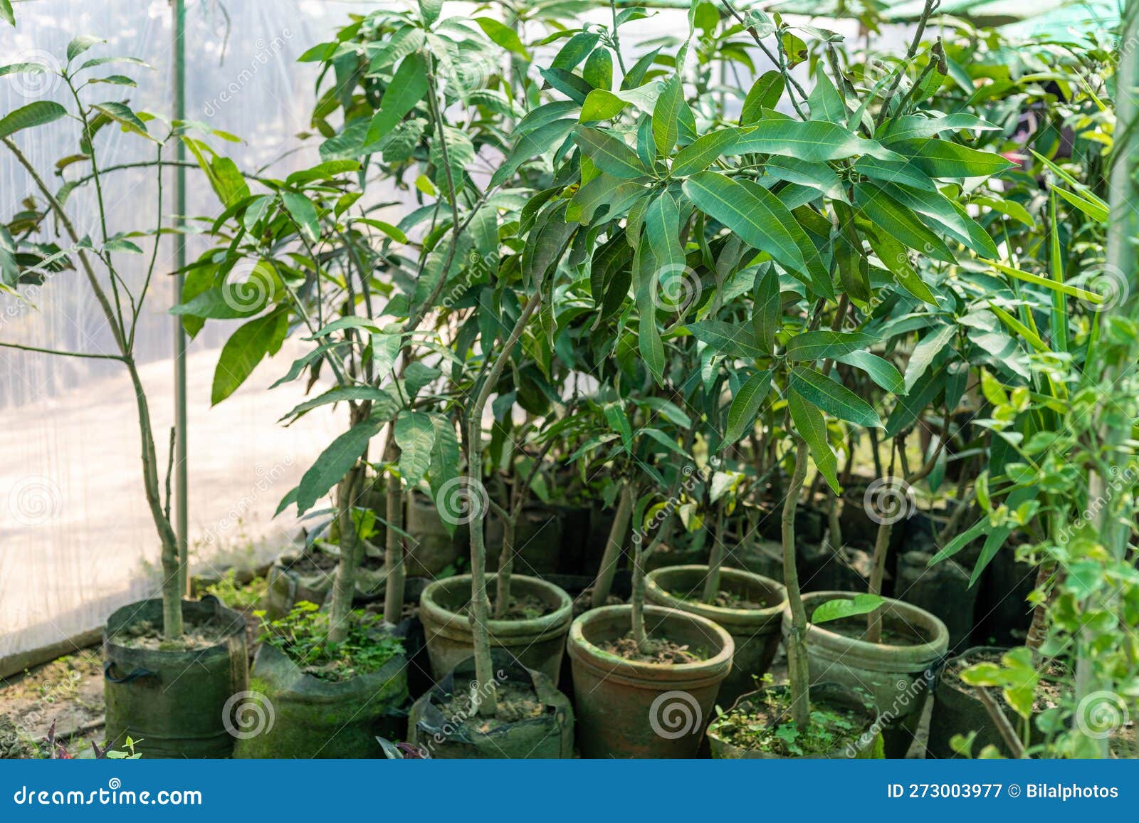 Young Mango Trees Growing in a Pot Ready To Be Transplanted into Ground ...