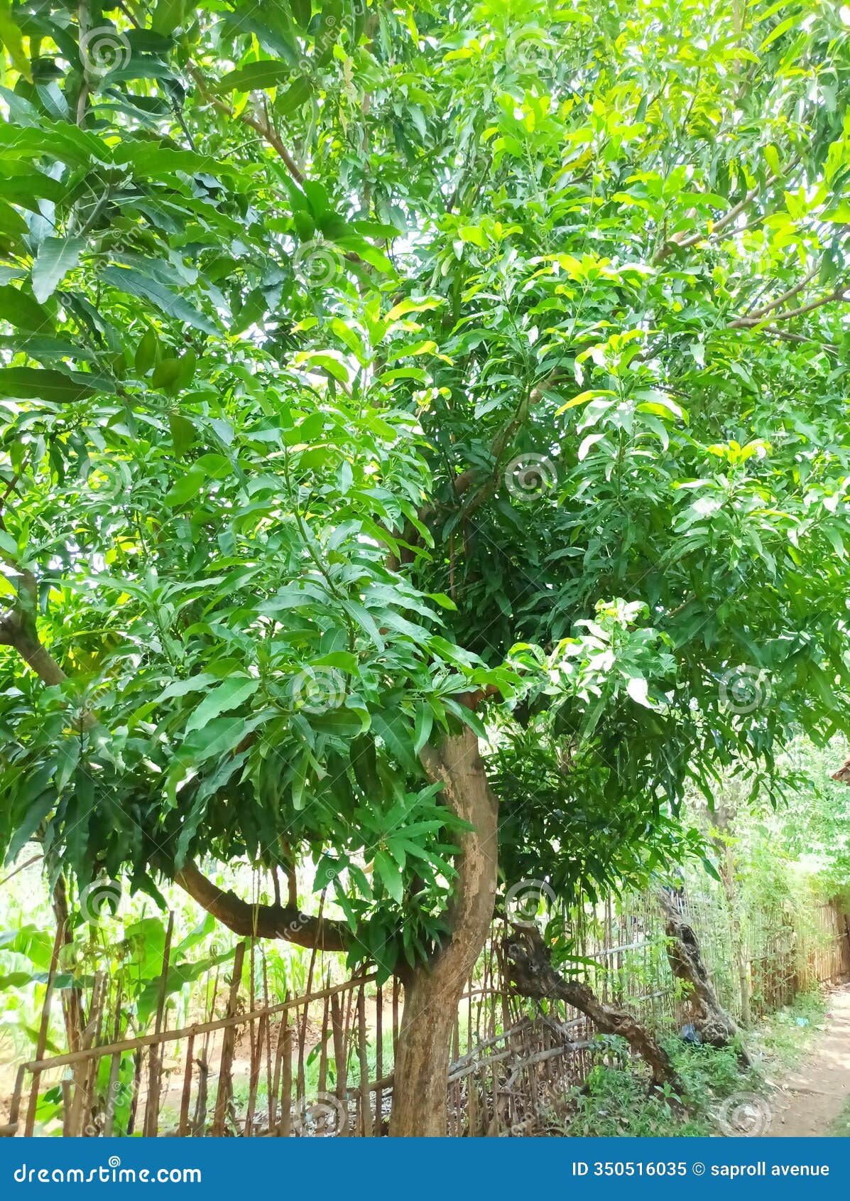 Young Mango Trees are Lush and Green Stock Image - Image of jungle ...