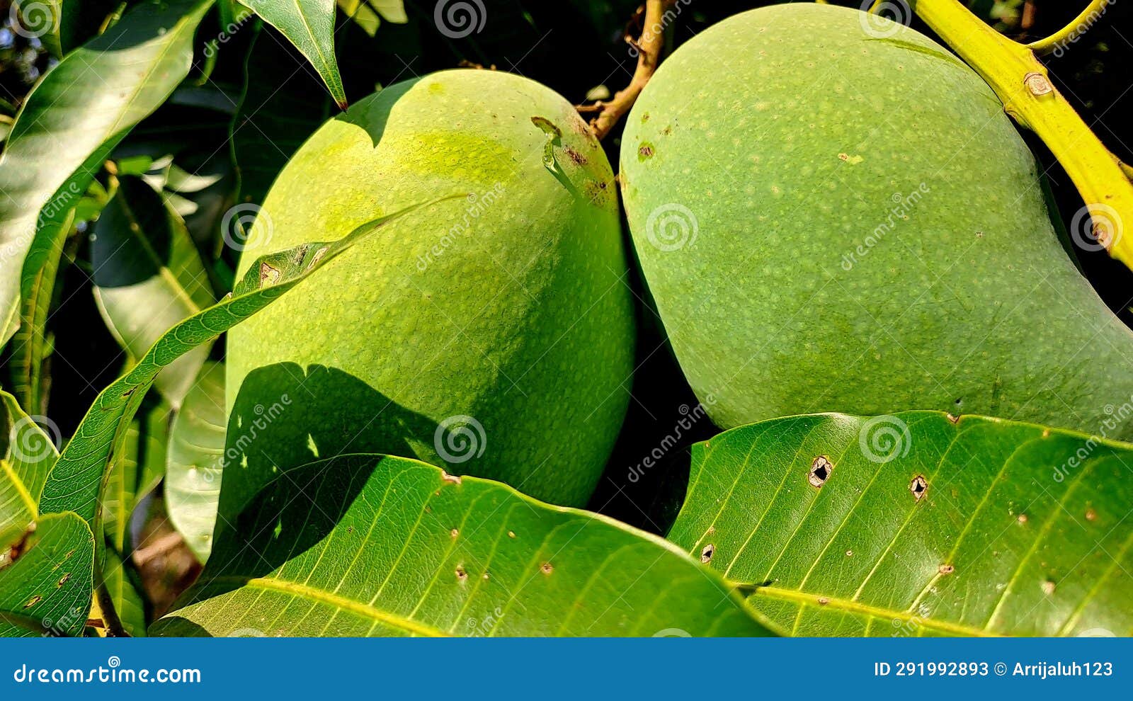 Young mango in the yard stock image. Image of nutrition - 291992893