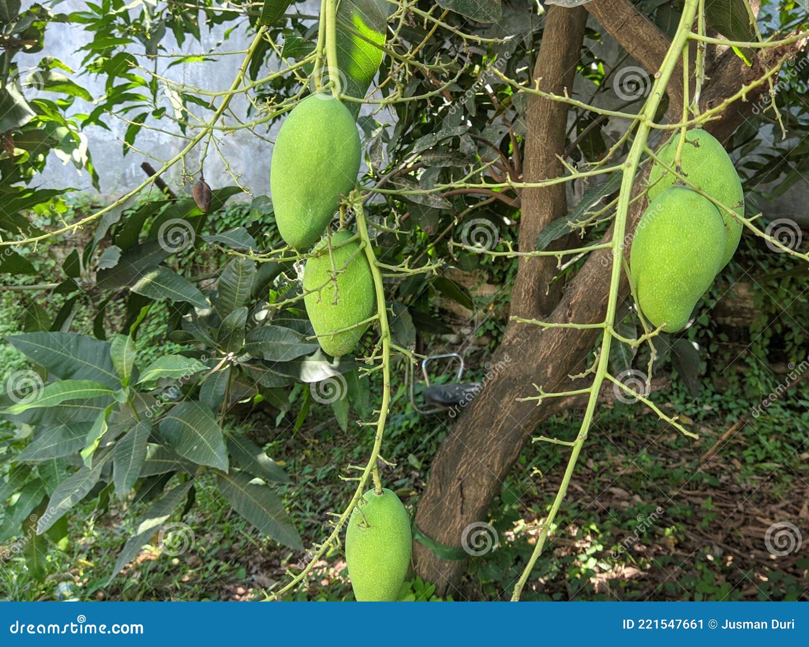 The Raw Mangoes are Still on the Stem Stock Image - Image of berry ...