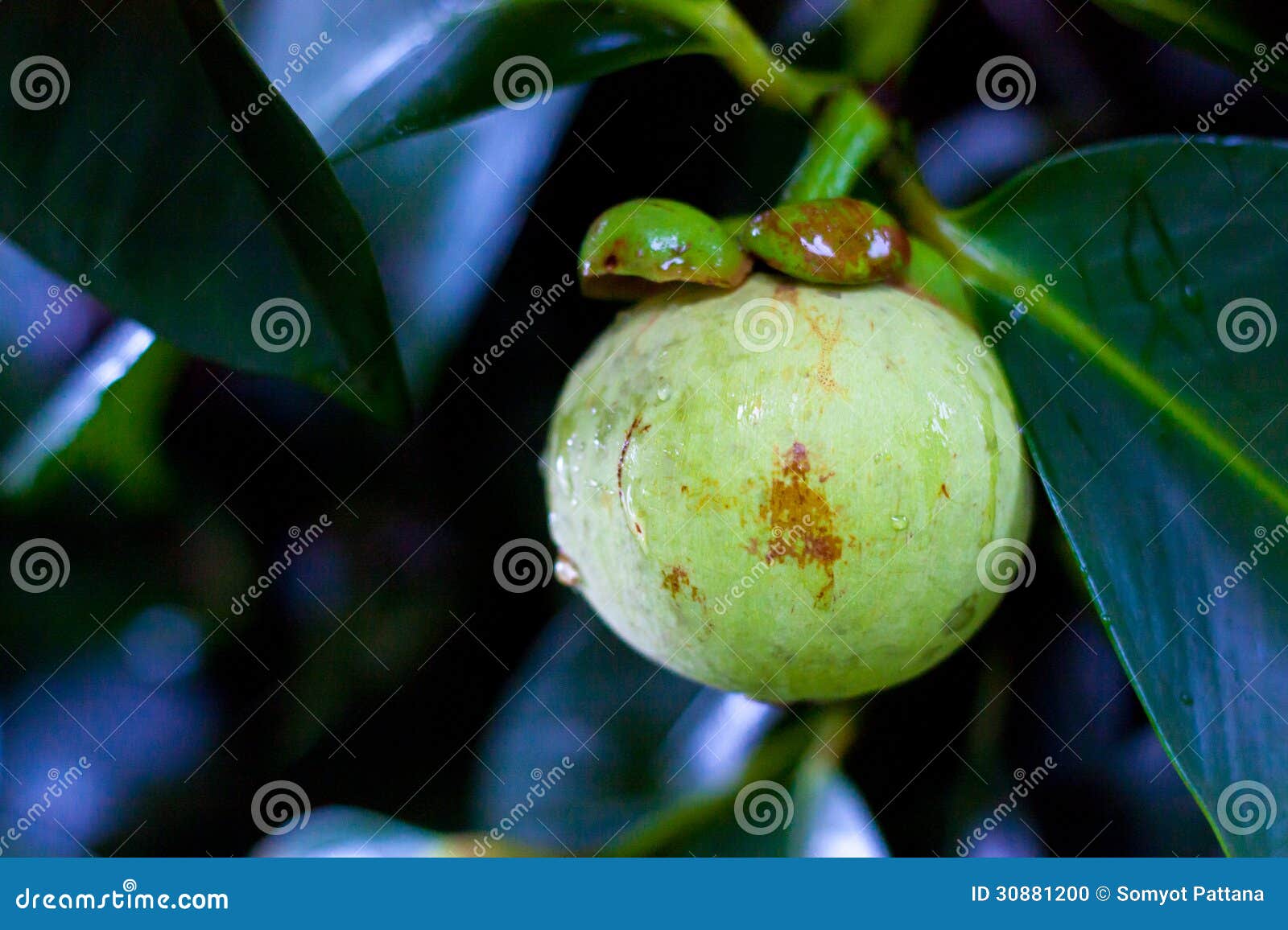 Young mangoesteen stock photo. Image of tropical, flower - 30881200