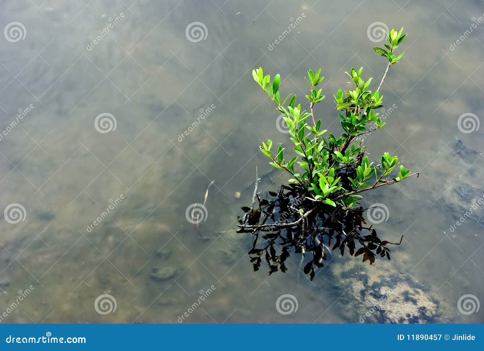 Young Mangrove in Salt Marsh Stock Image - Image of water, small: 11890457