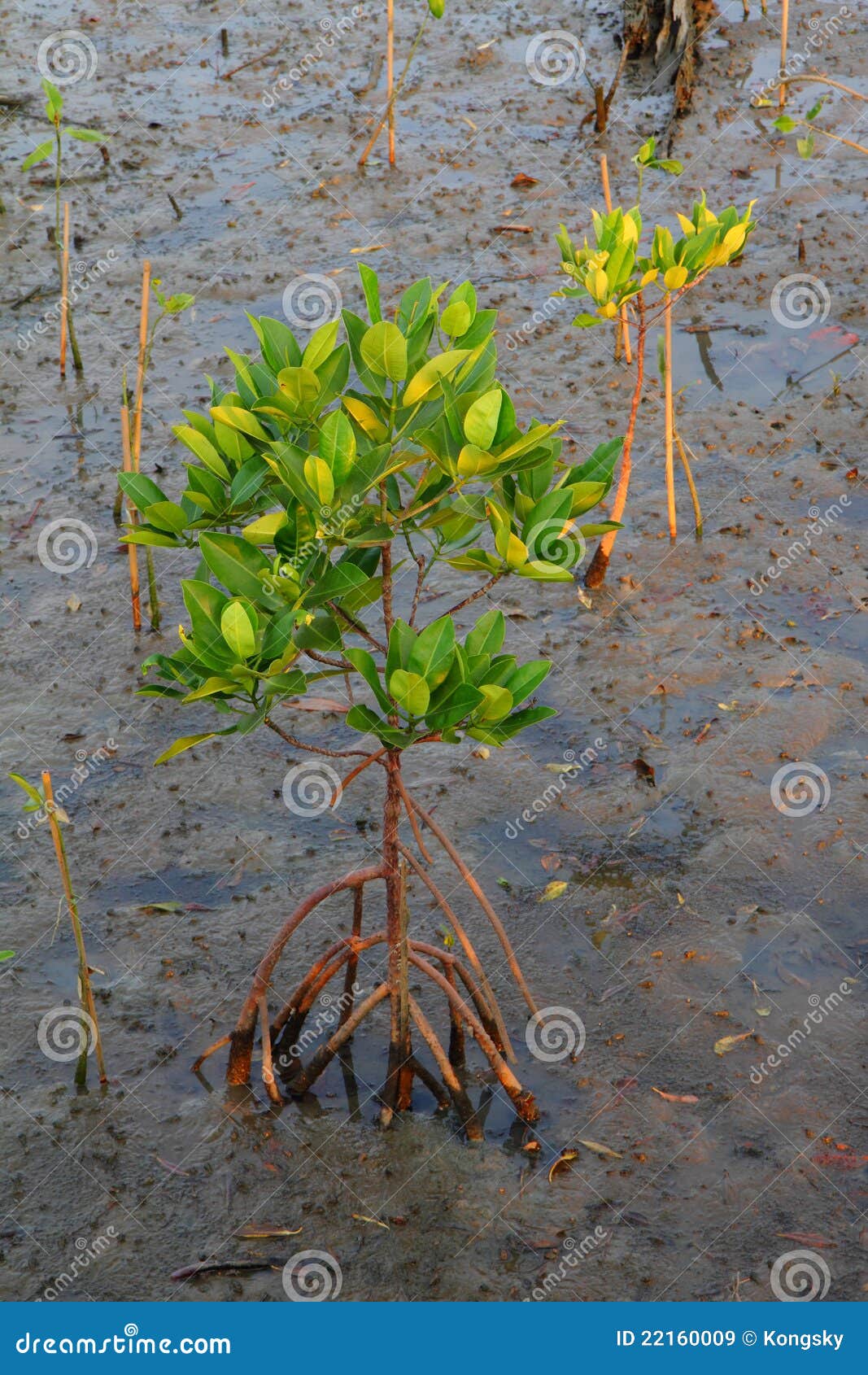 Young mangrove tree stock image. Image of land, leaf - 22160009