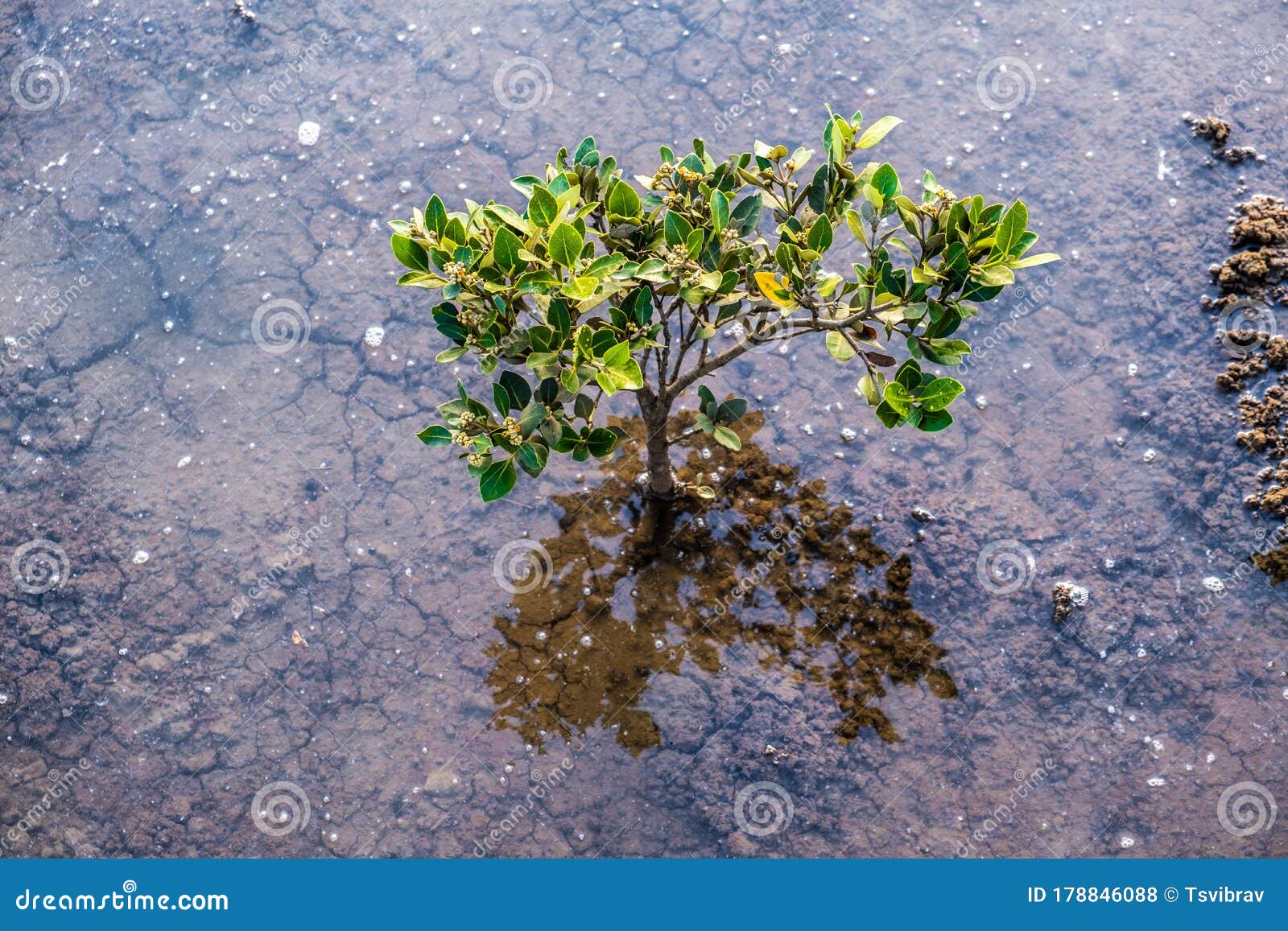 Young Mangrove Tree Growing in Water. Stock Photo - Image of ocean ...