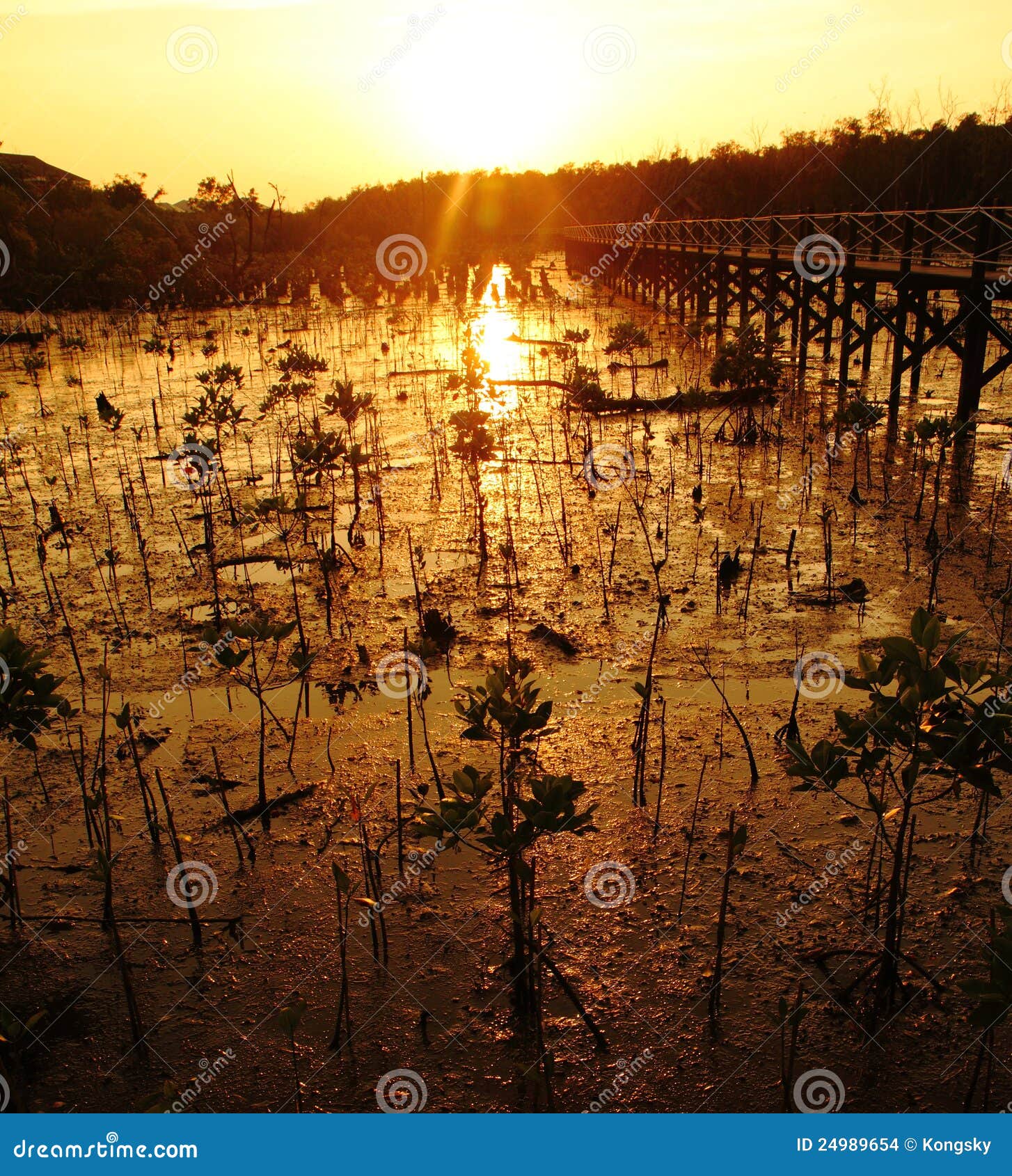Young Mangrove Tree at Sunset Stock Photo - Image of branch, rainforest ...