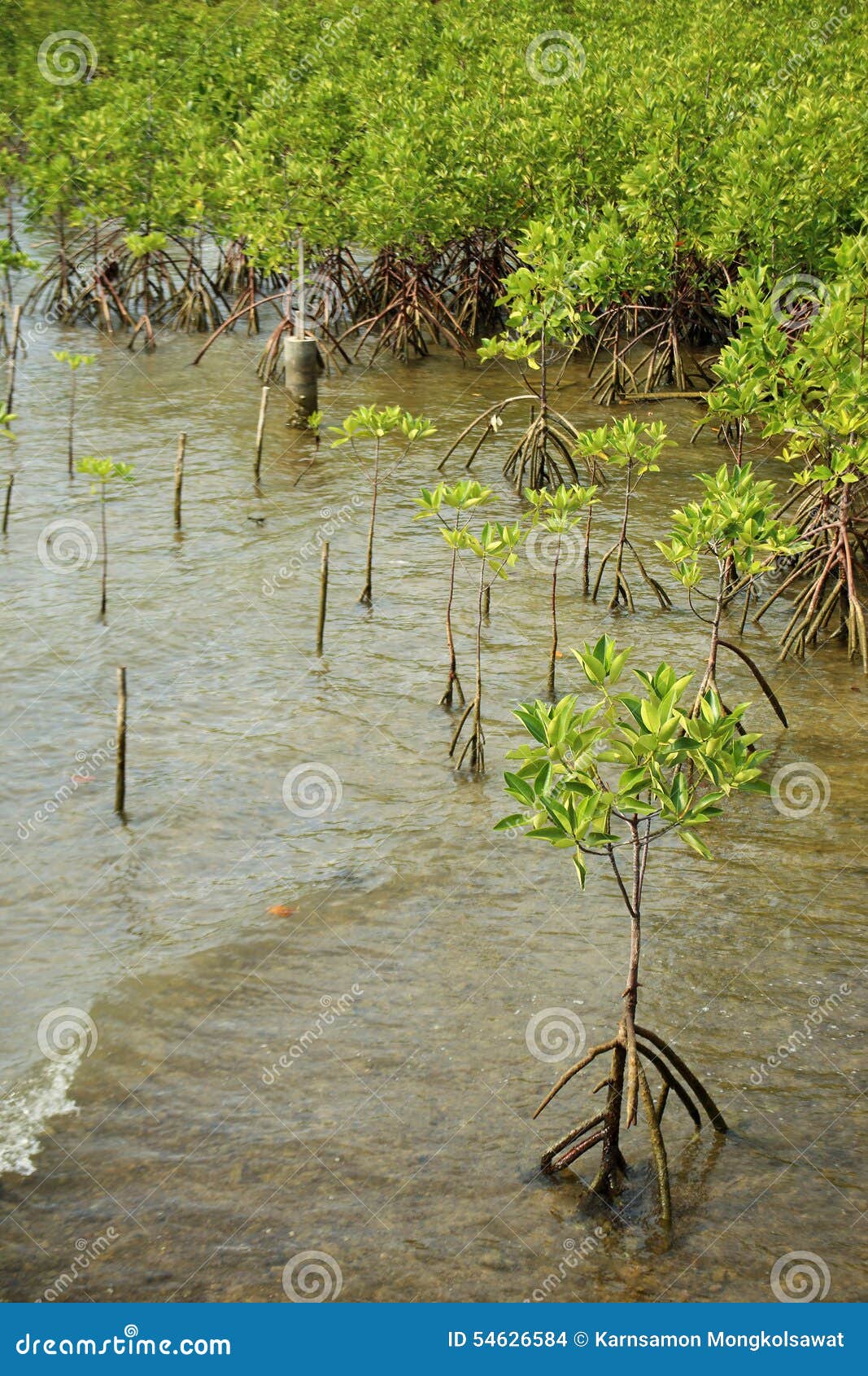 Young Mangrove Trees in Forest at the Estuary of a River. Stock Photo ...