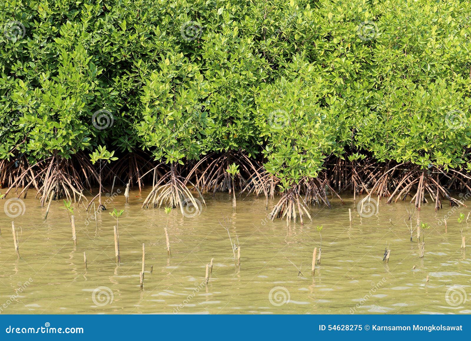 Young Mangrove Trees in Forest at the Estuary of a River. Stock Image ...