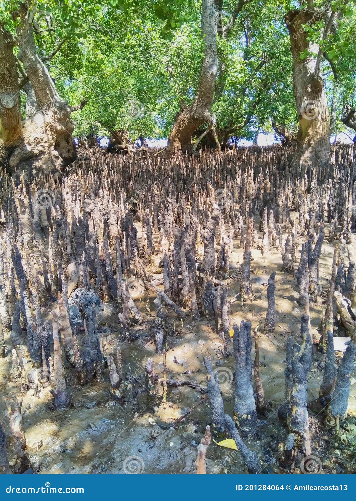 Young Mangrove Trees in Cristo Rei Beach, Timor-Leste. Stock Photo ...