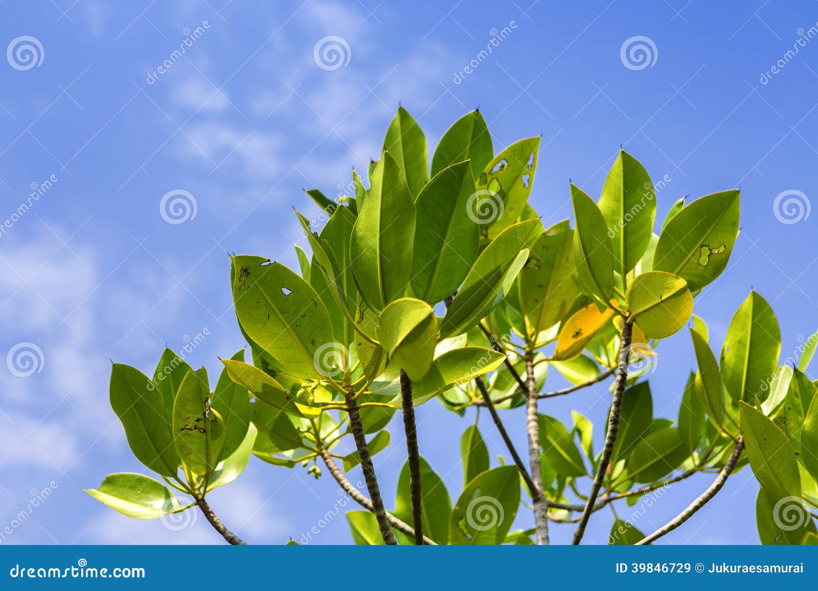 Young mangroves tree stock image. Image of leaves, symbol - 39846729