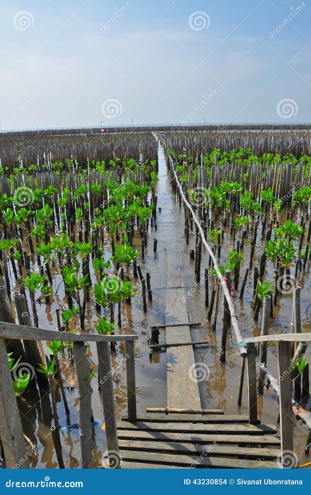 Mangroves Tree Background. Royalty-Free Stock Image | CartoonDealer.com ...