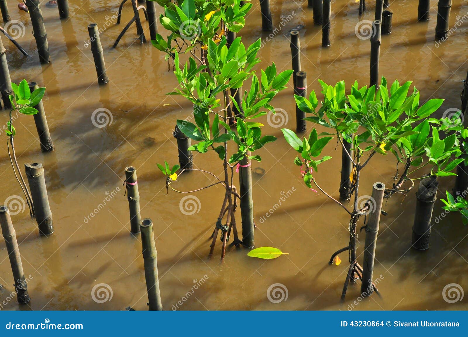 Young mangroves tree stock photo. Image of plant, branch - 43230864