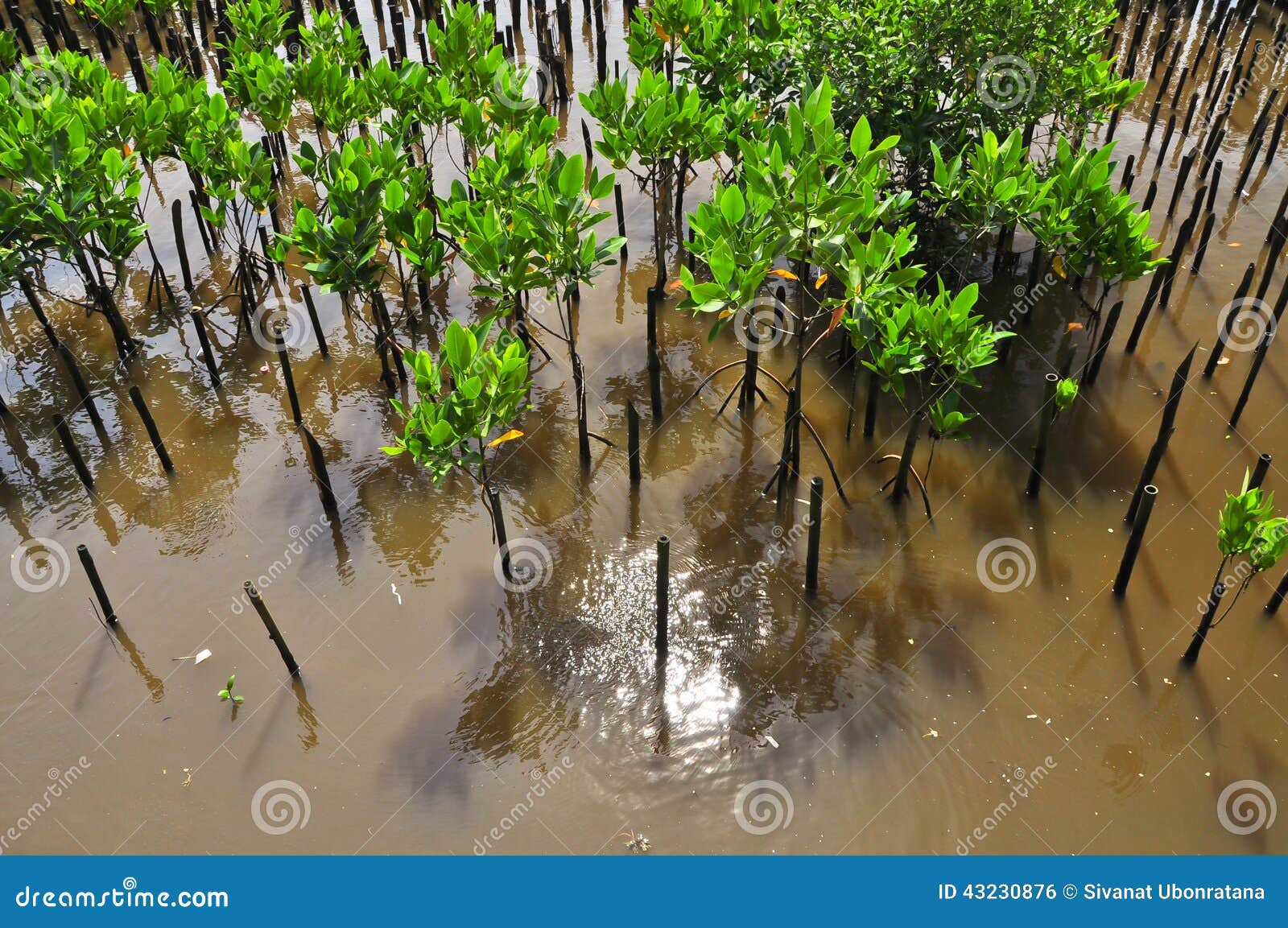 Mangroves Tree Background. Royalty-Free Stock Image | CartoonDealer.com ...