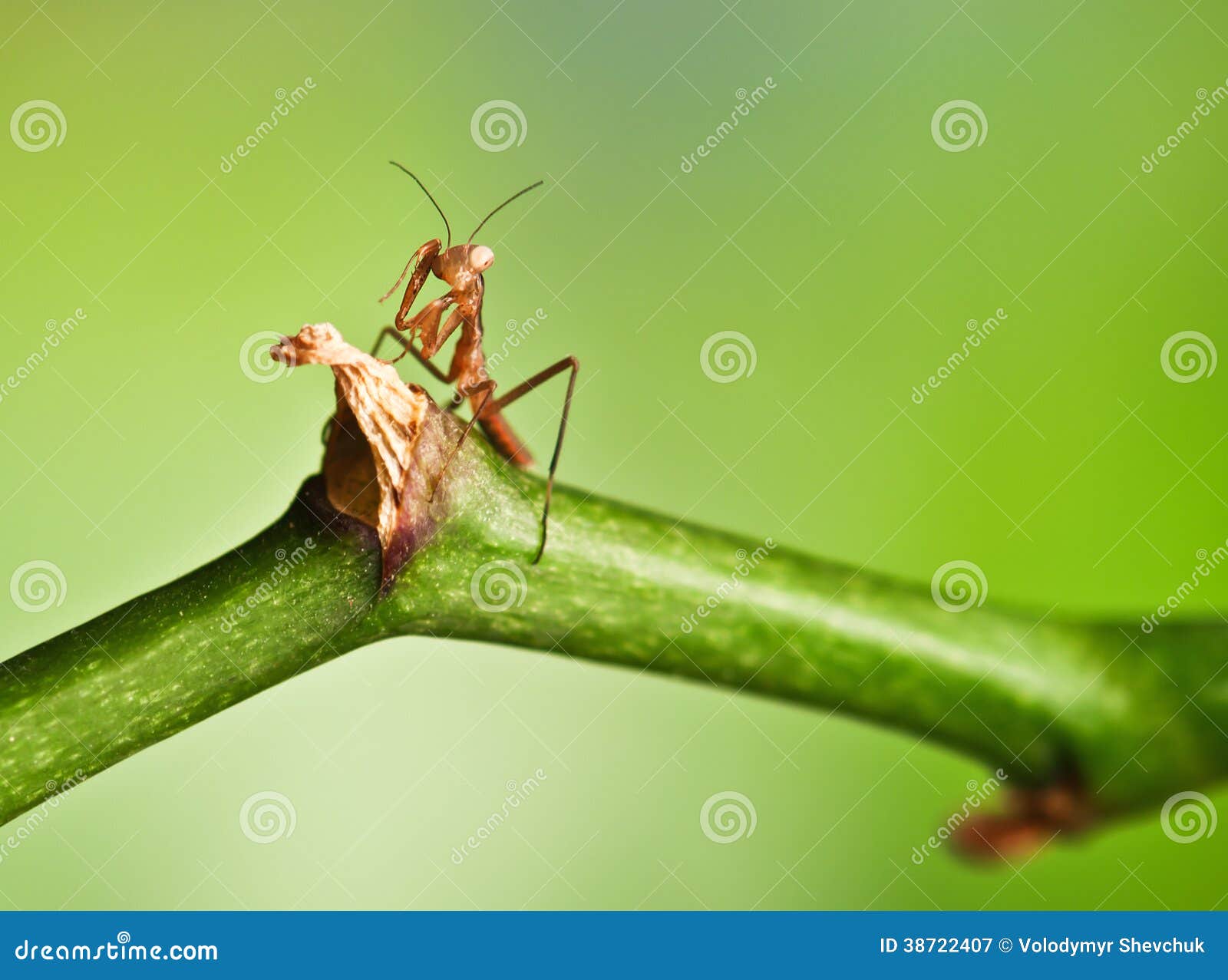 Young mantis stock image. Image of predatory, beauty - 38722407