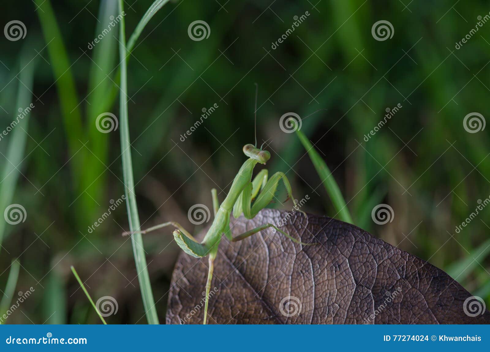 Young mantis stock photo. Image of fauna, legs, insect - 77274024