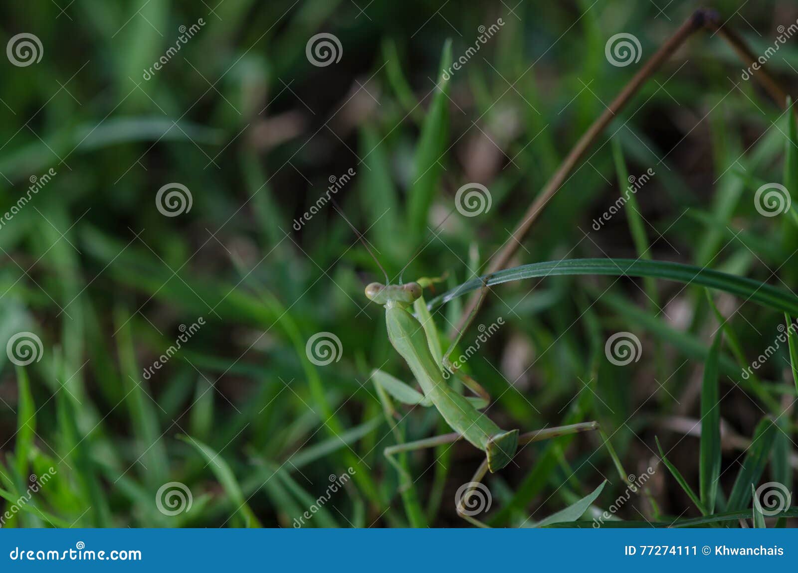 Young mantis stock image. Image of outdoor, mantis, biological - 77274111
