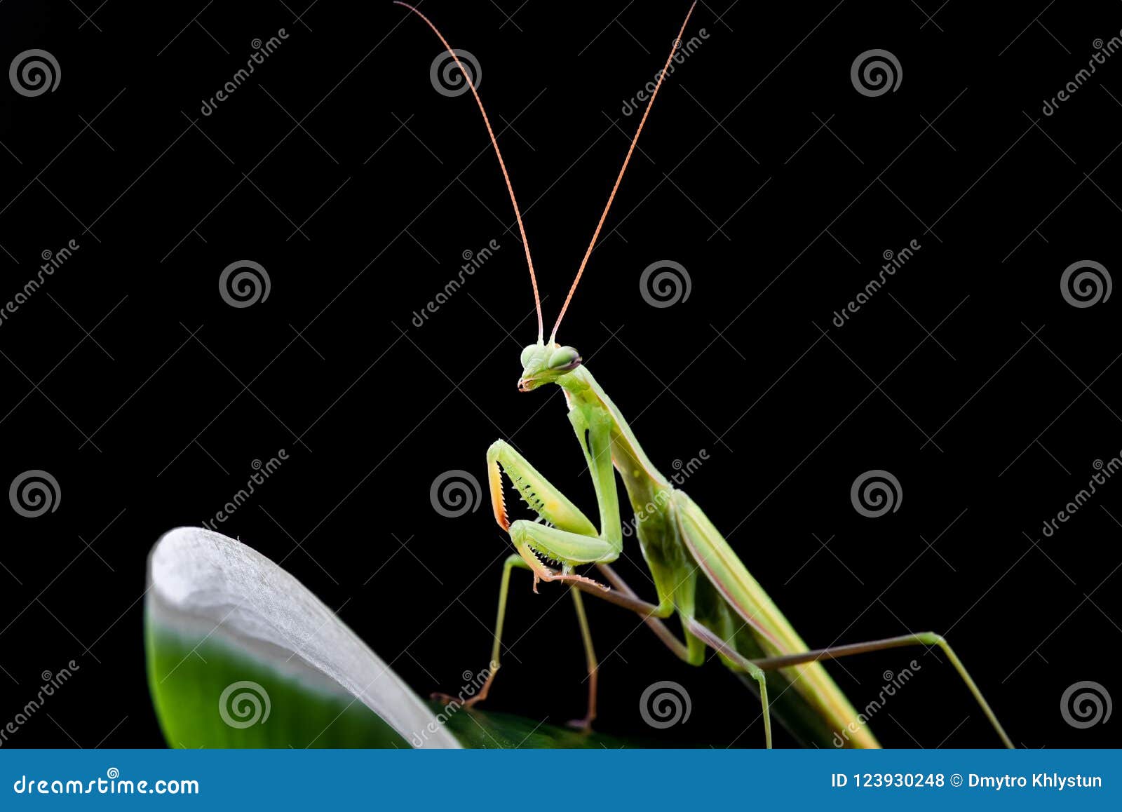 Young Mantis Royalty-Free Stock Photo | CartoonDealer.com #77273973