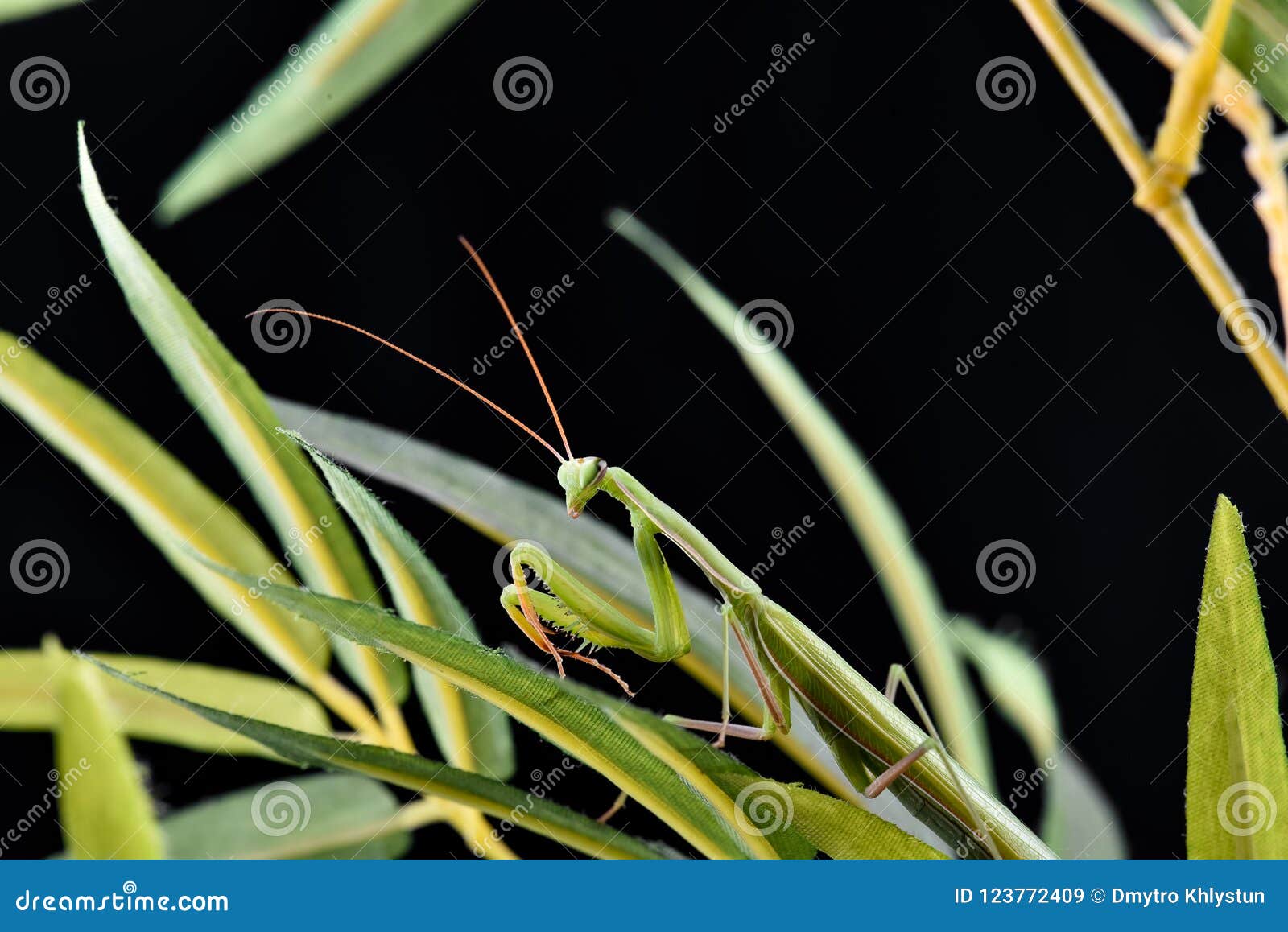 Young Mantis Sitting on an Grass Stalk. Stock Image - Image of ...