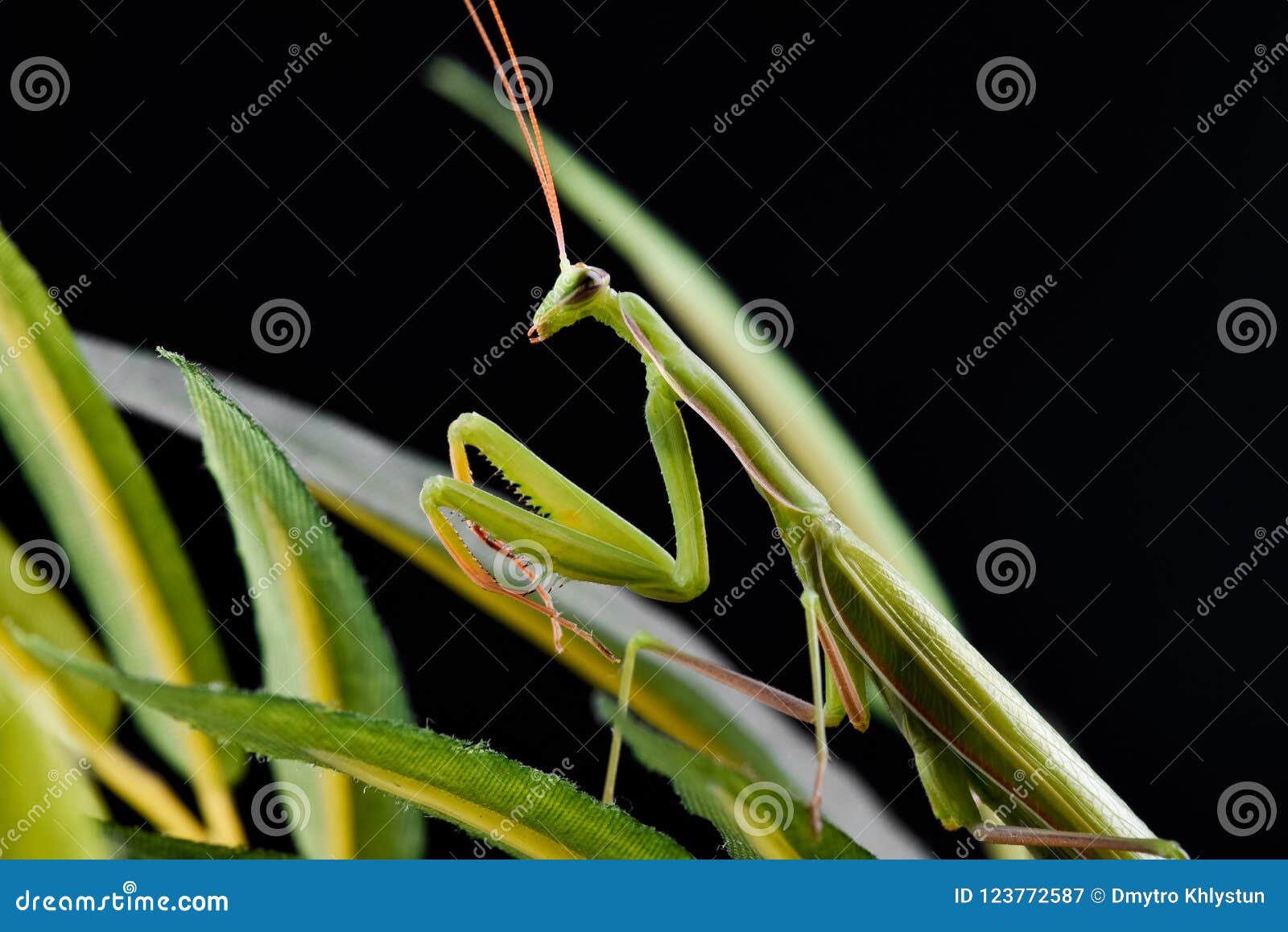 Young Mantis Sitting on an Grass Stalk. Stock Image - Image of ...