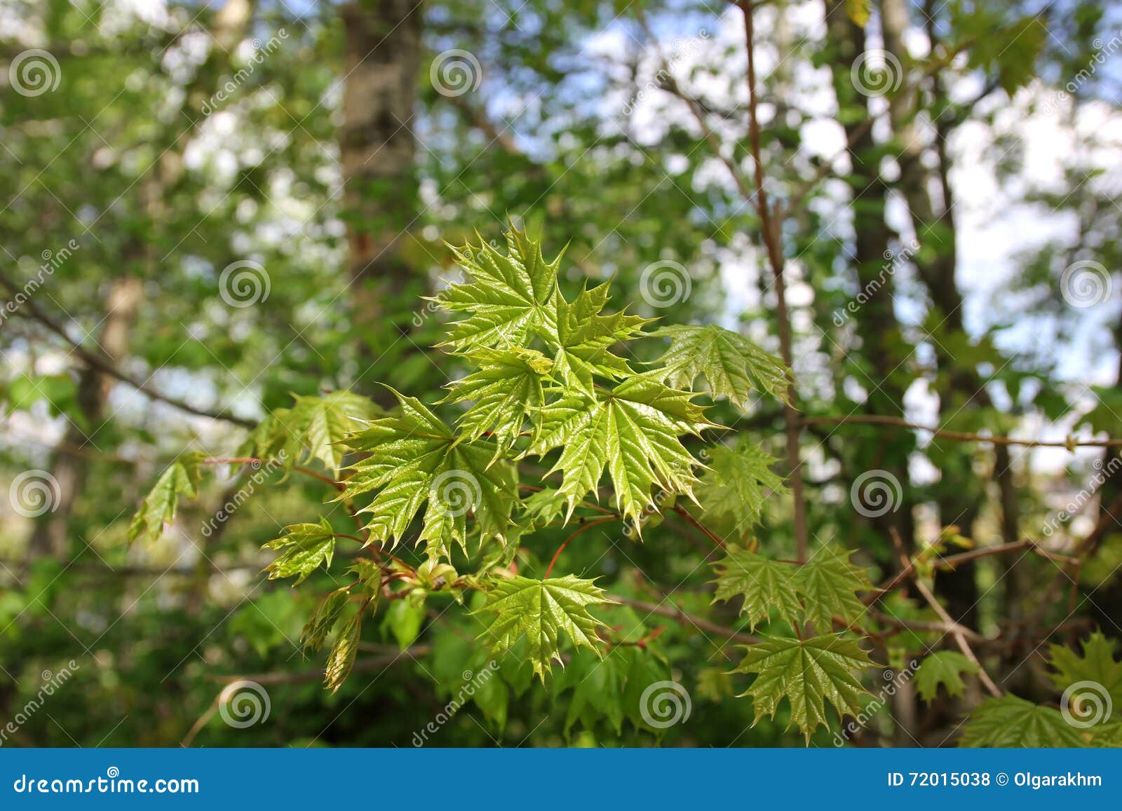 Young Maple with Fresh Leaves Stock Photo - Image of growth, springtime ...