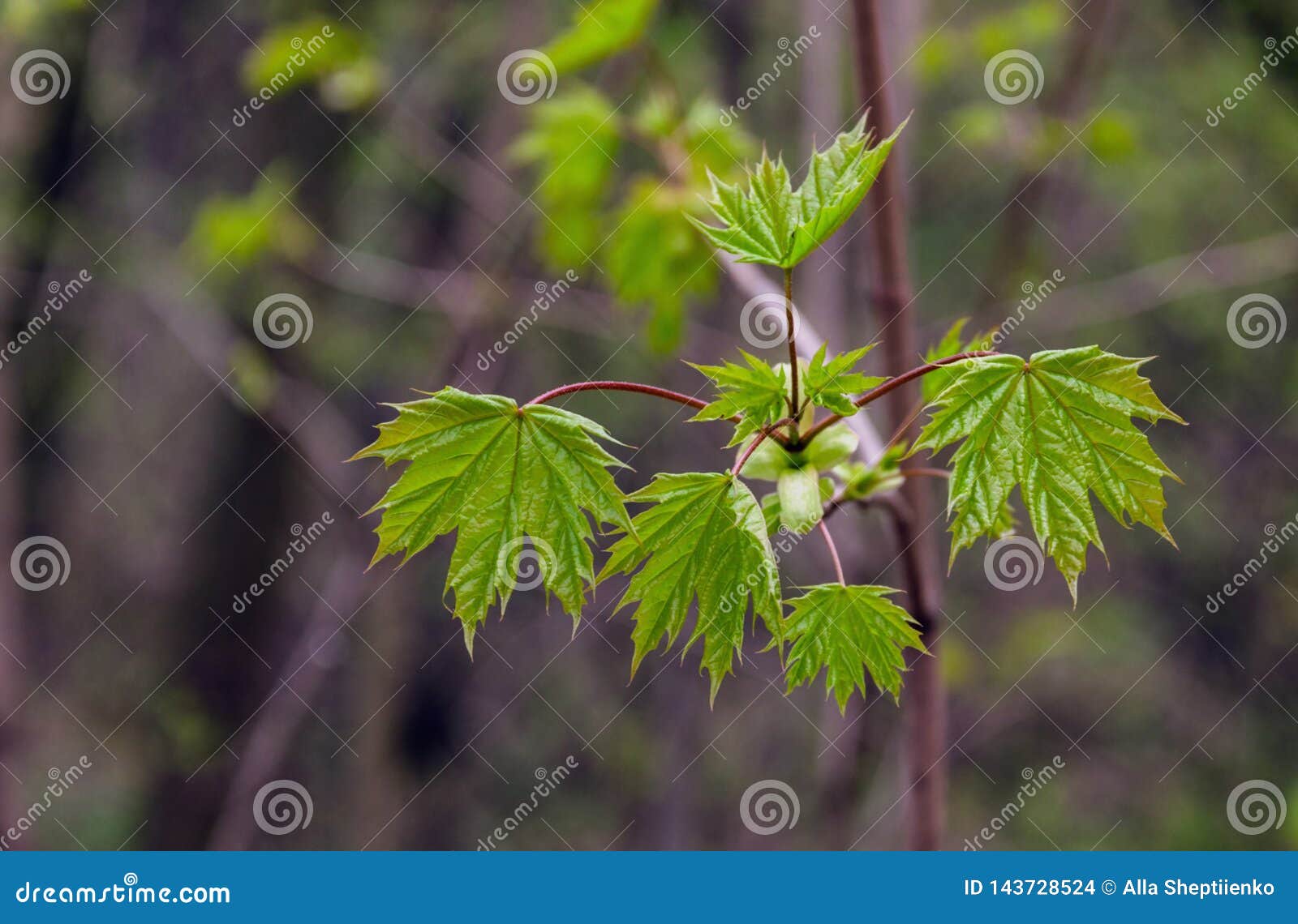 Young maple green leaves stock photo. Image of flower - 143728524