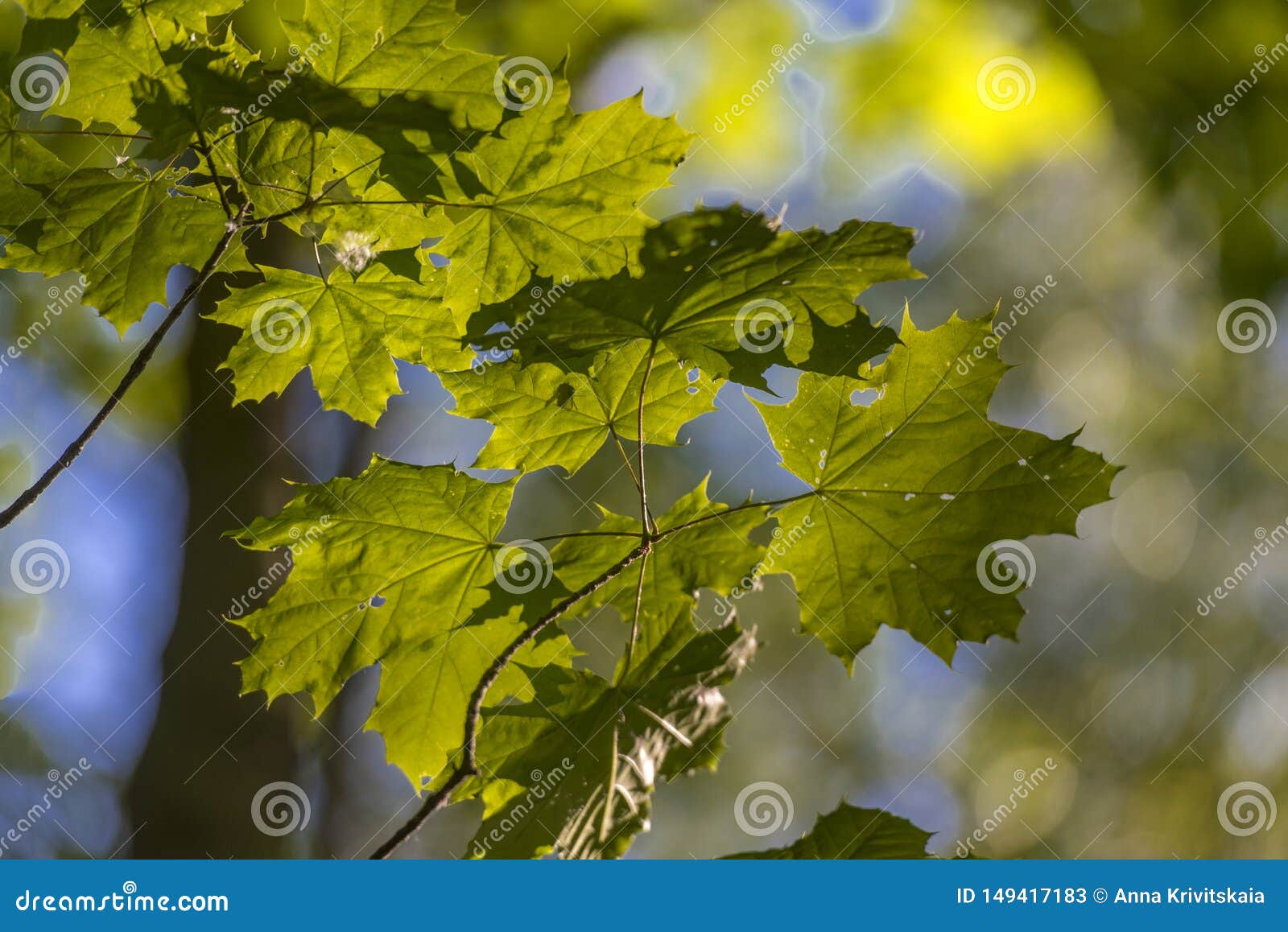 Young Maple Leaf in Early Summer Stock Image - Image of background ...