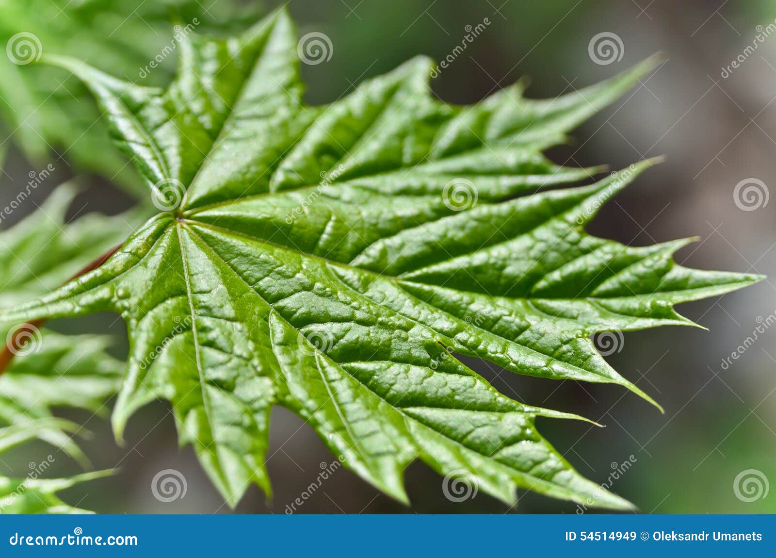 Young Maple Leaf in the Forest Close-up Stock Image - Image of acer ...