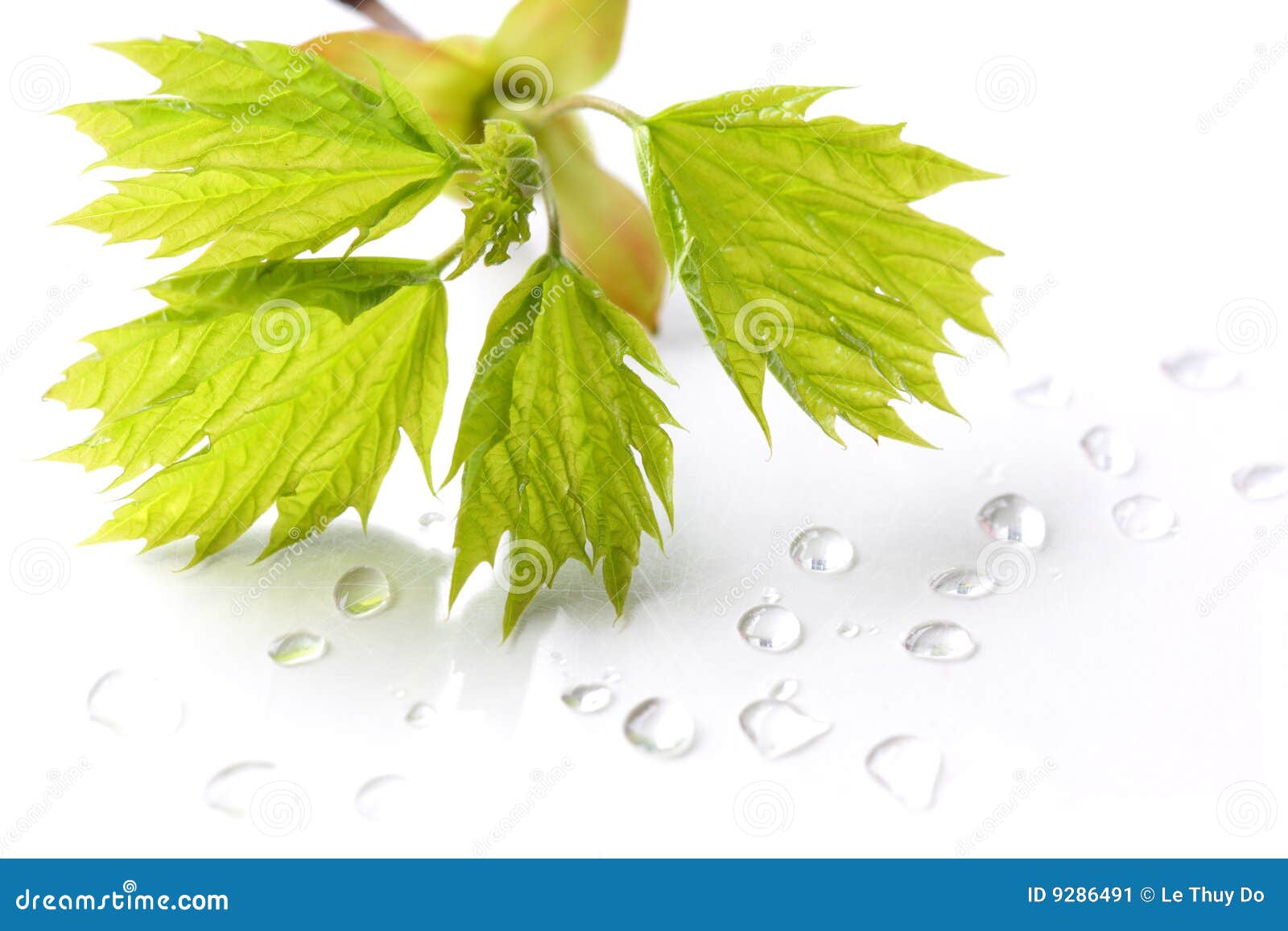 Young maple leaves stock image. Image of spring, growth - 9286491
